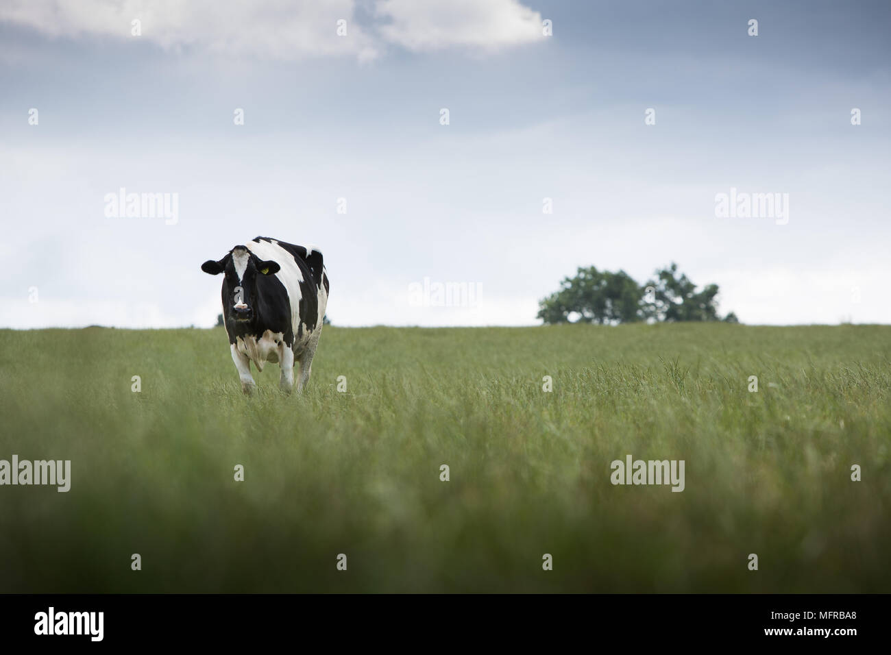 Against milk production hi-res stock photography and images - Alamy