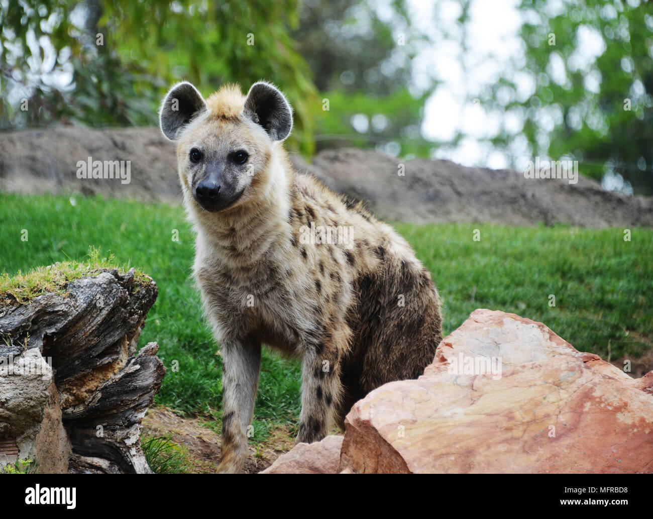 Wild laughing hyena hi-res stock photography and images - Alamy