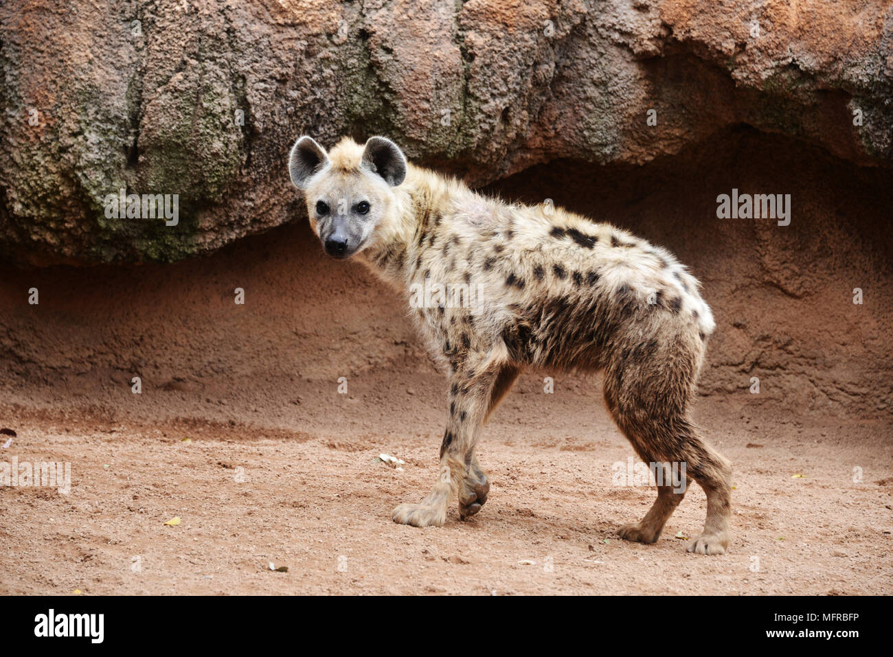 Wild laughing hyena hi-res stock photography and images - Alamy