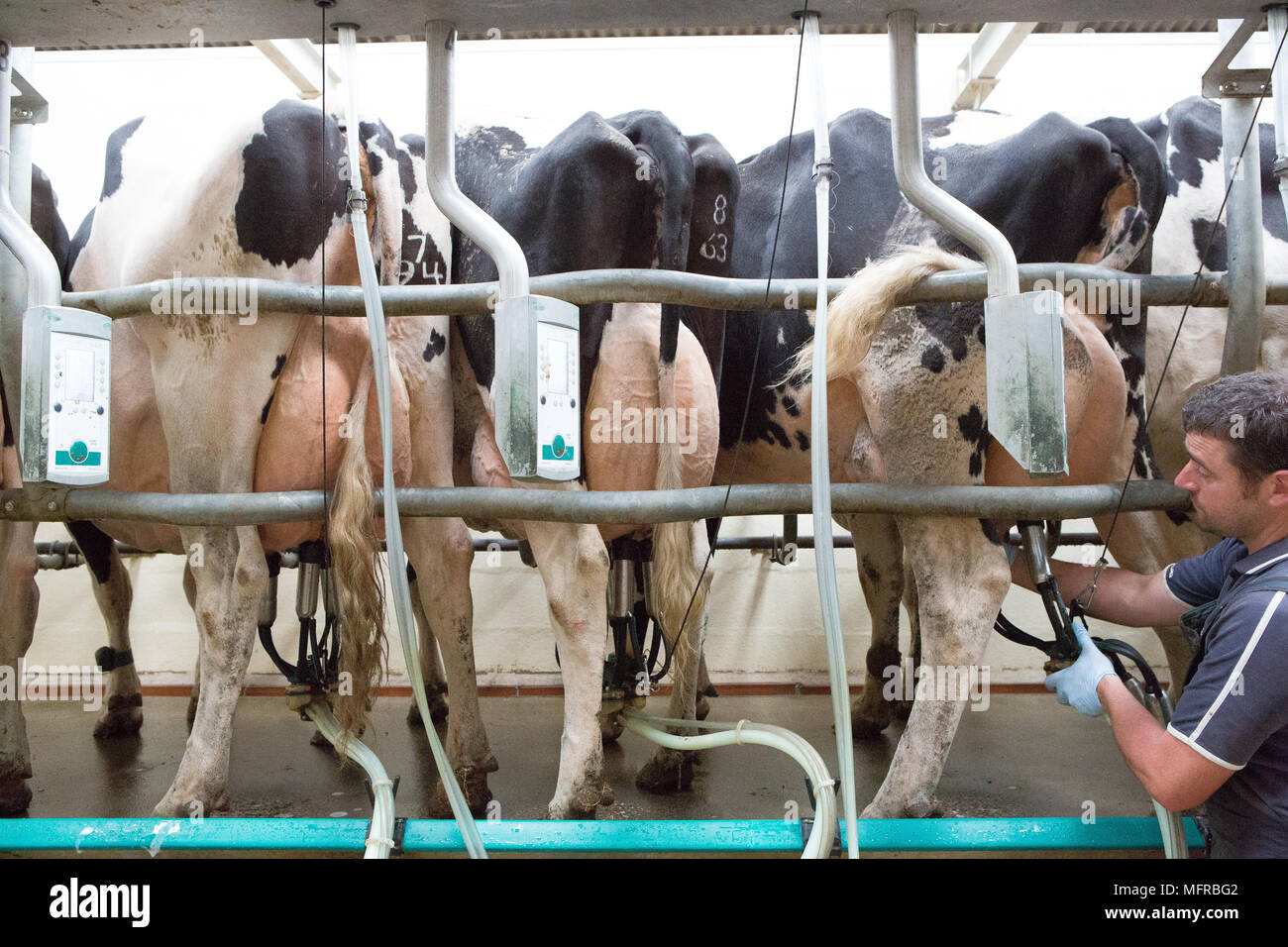 cows getting milked in parlour Stock Photo - Alamy