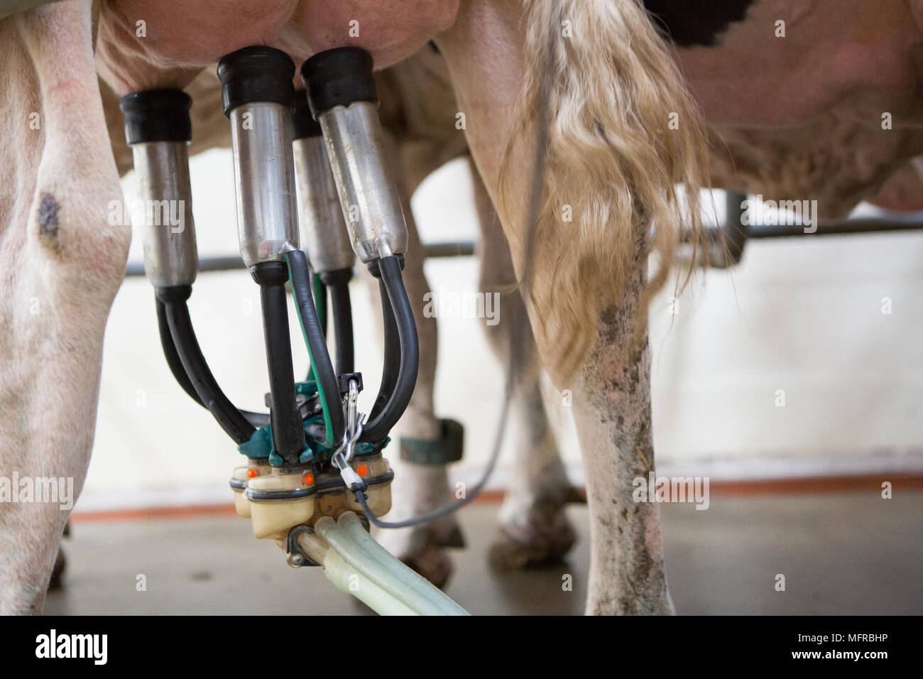cow getting milked Stock Photo - Alamy