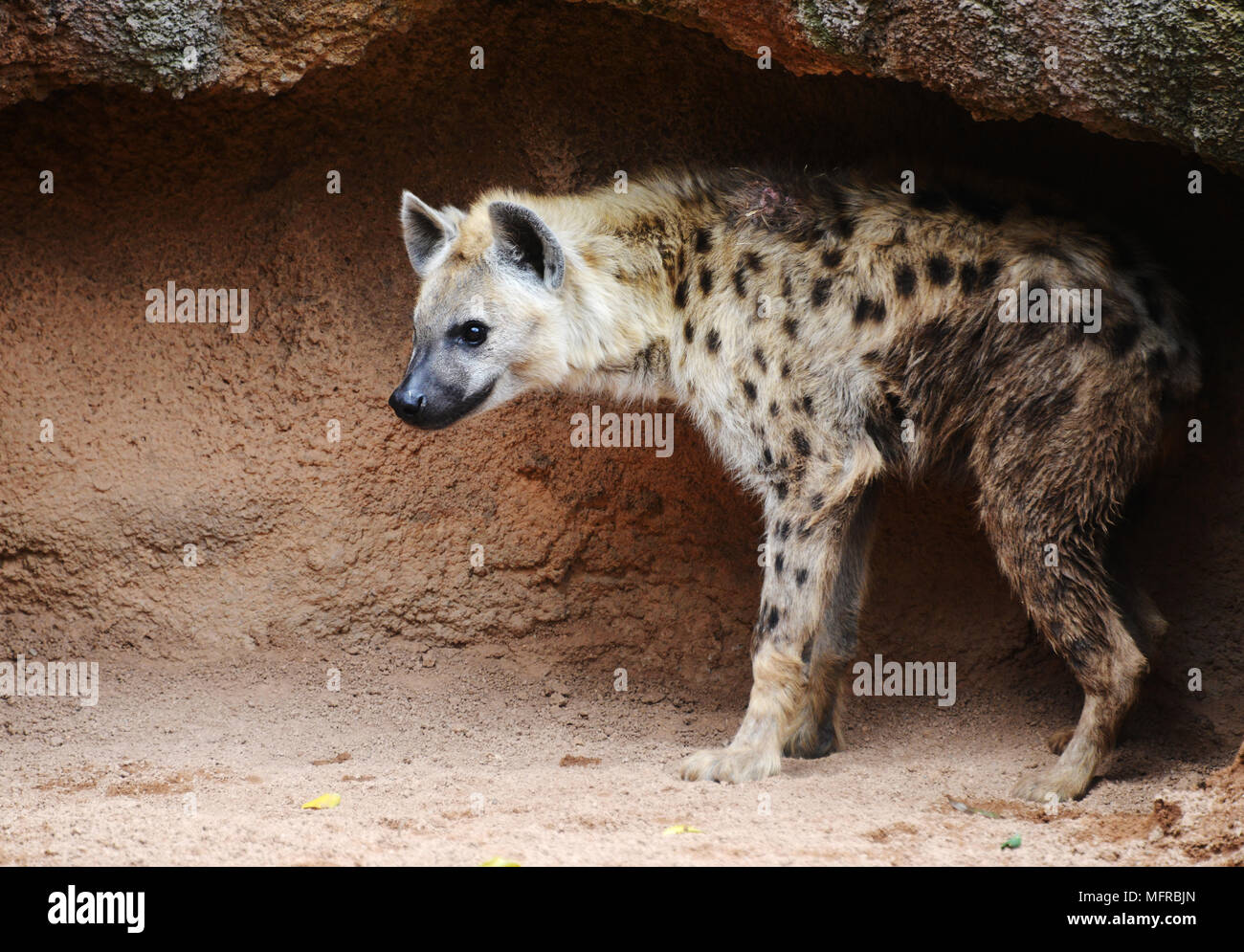 Wild laughing hyena hi-res stock photography and images - Alamy