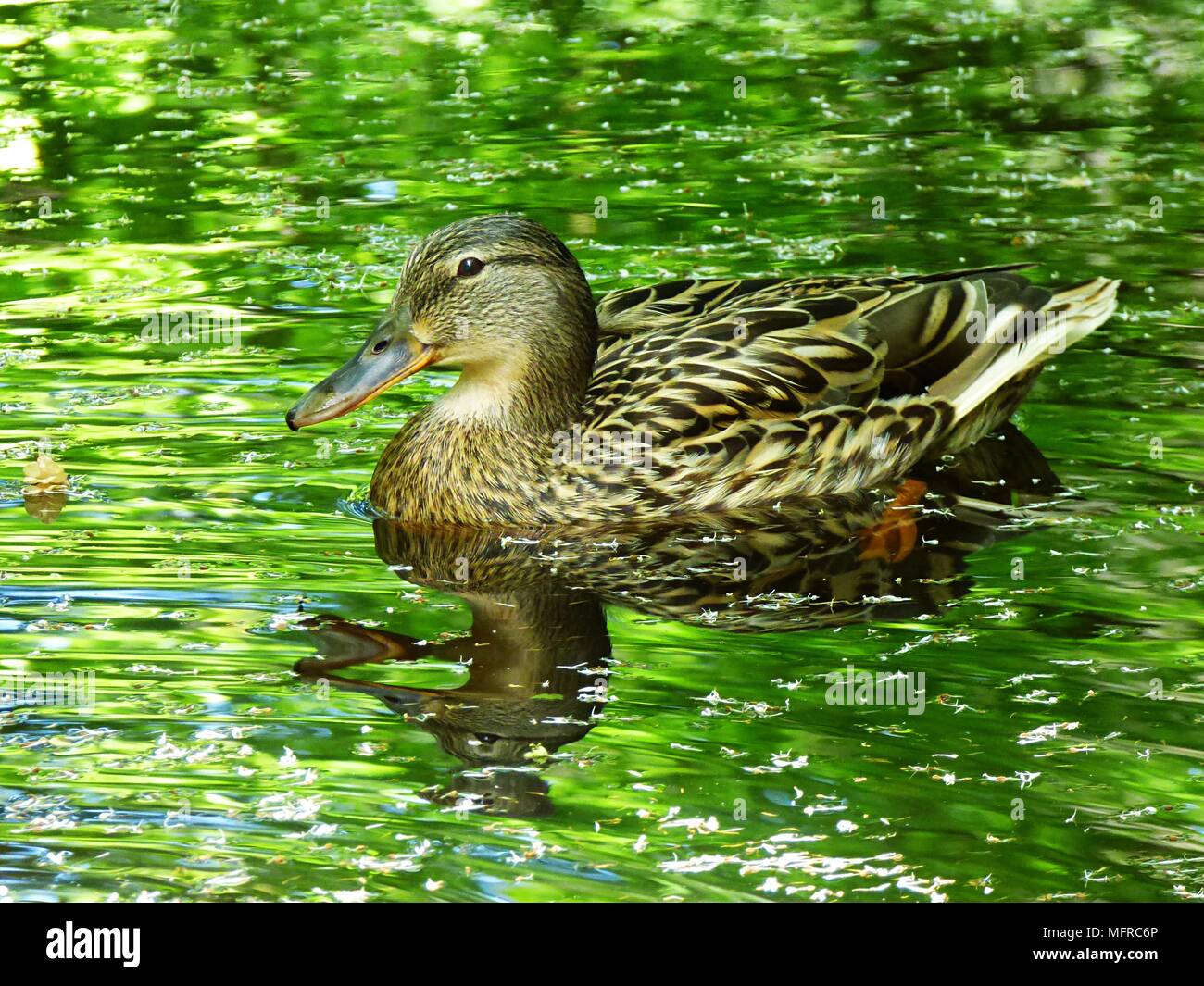 Common mallard duck flying hi-res stock photography and images - Alamy
