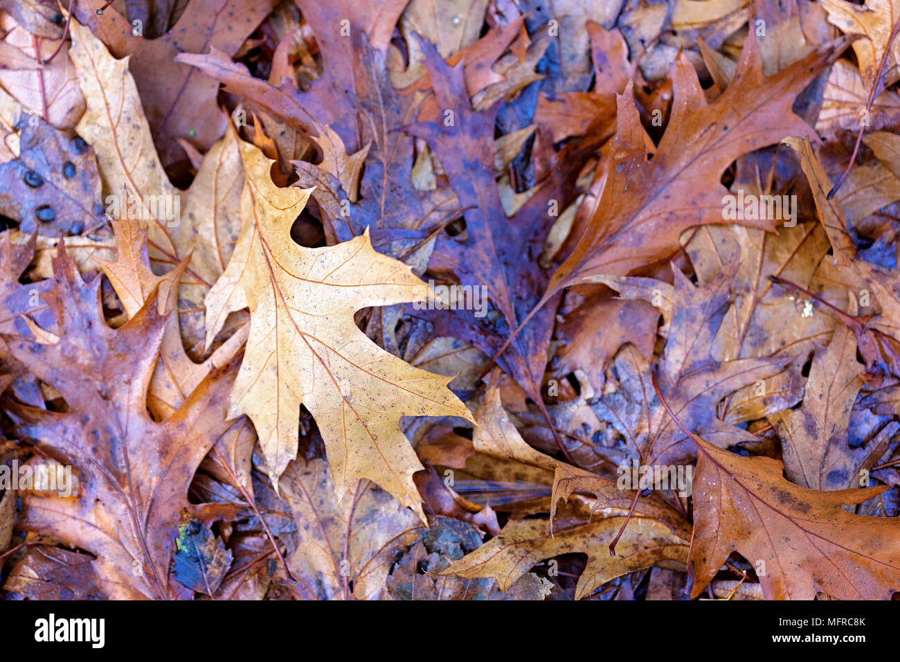 Damp fallen leaves hi-res stock photography and images - Alamy