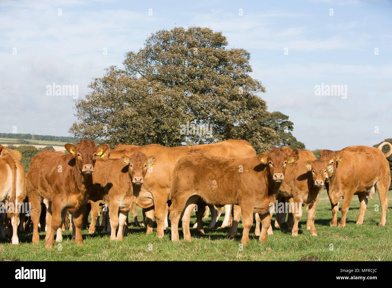 Limousin beef hi-res stock photography and images - Alamy