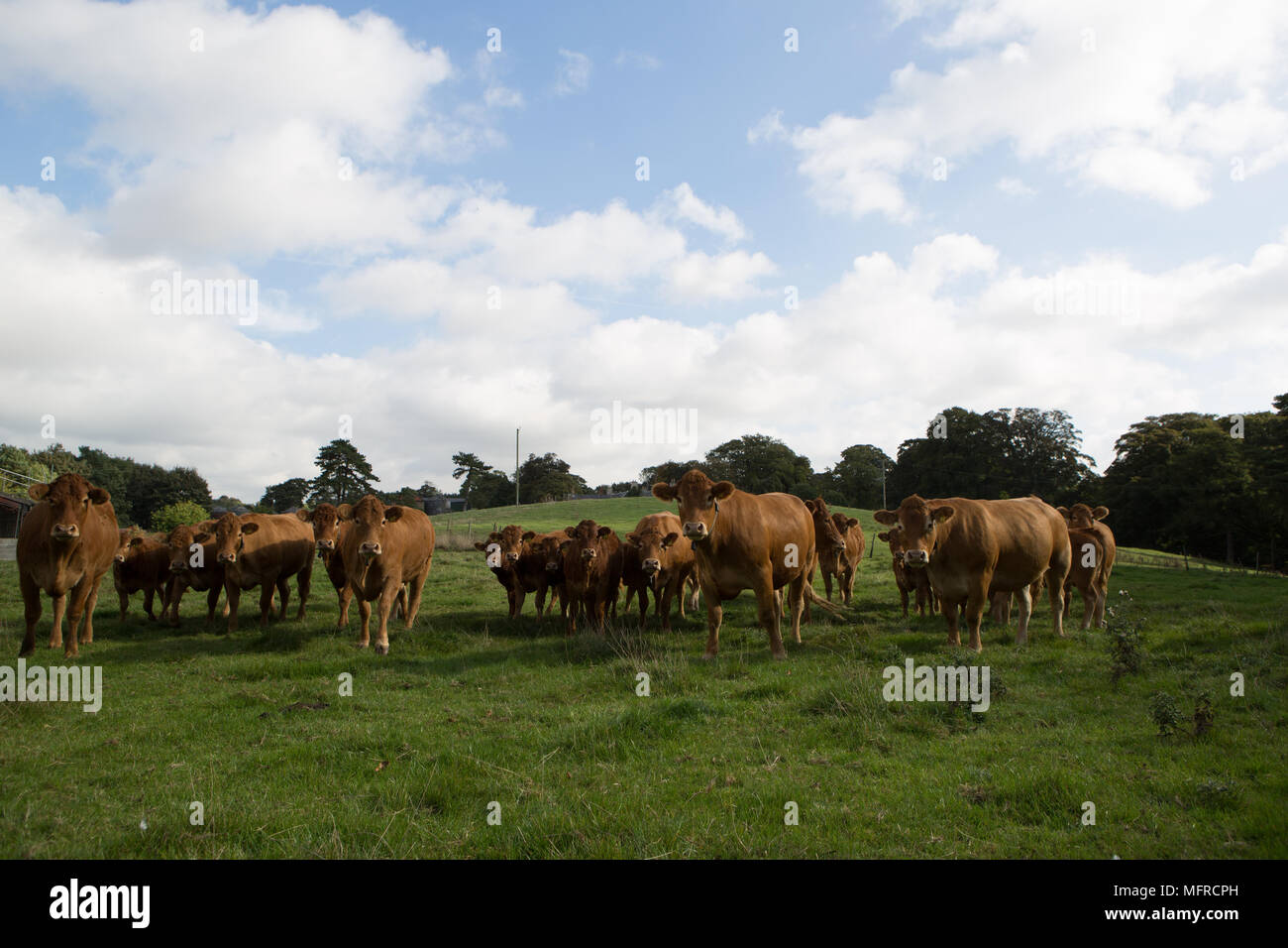 Limousin beef hi-res stock photography and images - Alamy