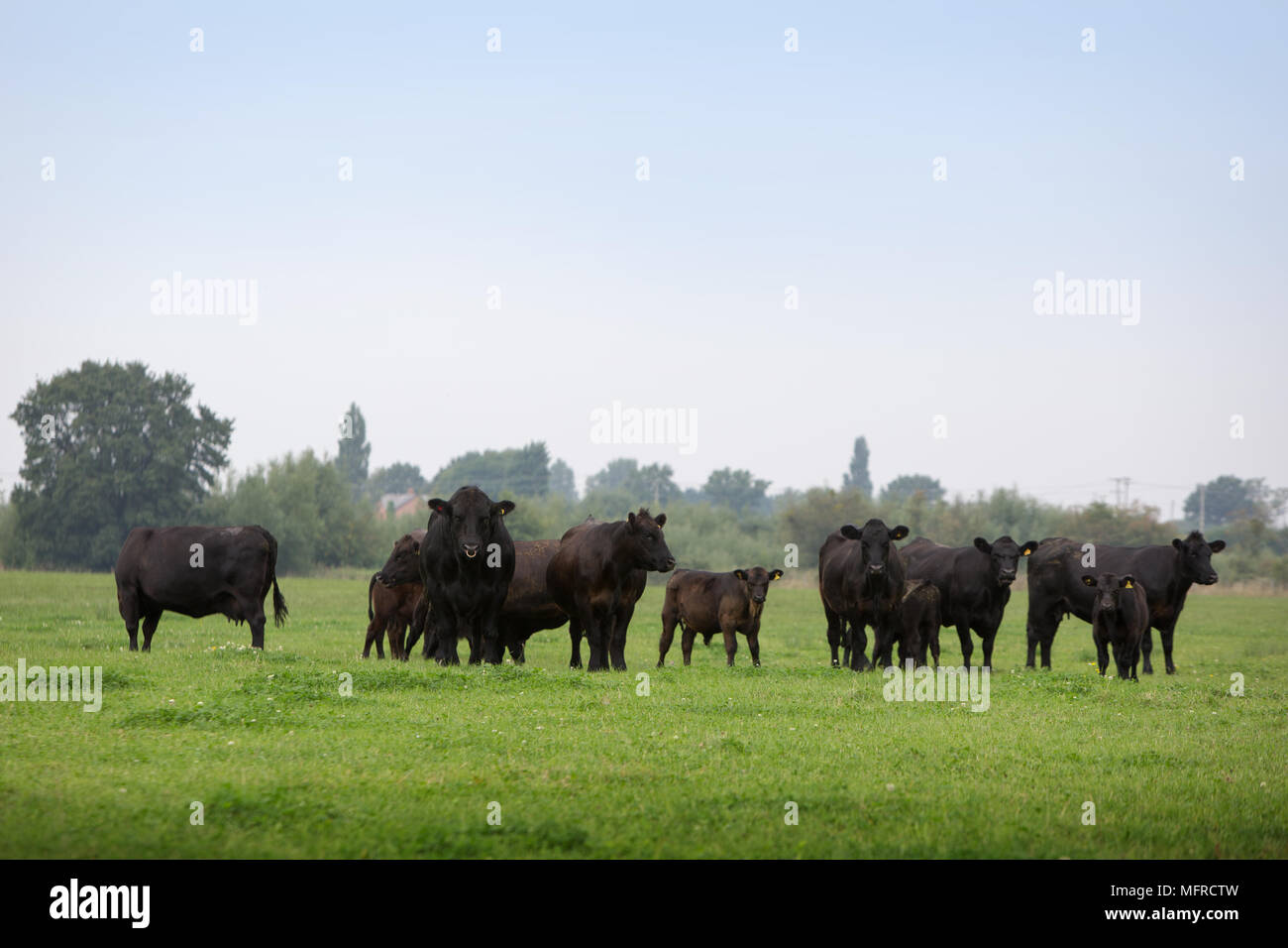 Aberdeen angus cattle in hi-res stock photography and images - Alamy
