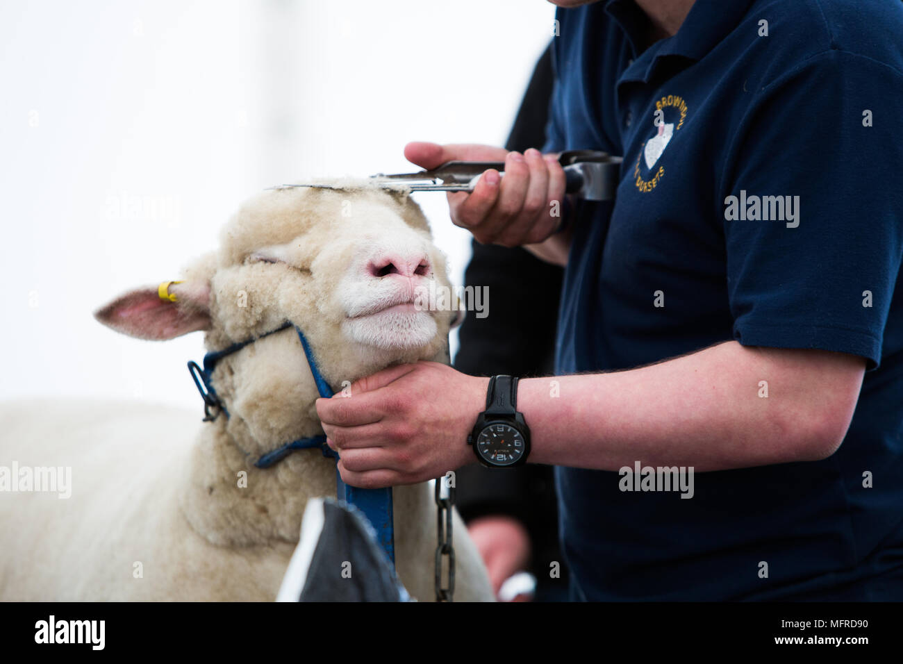 sheep getting trimmed for show Stock Photo - Alamy