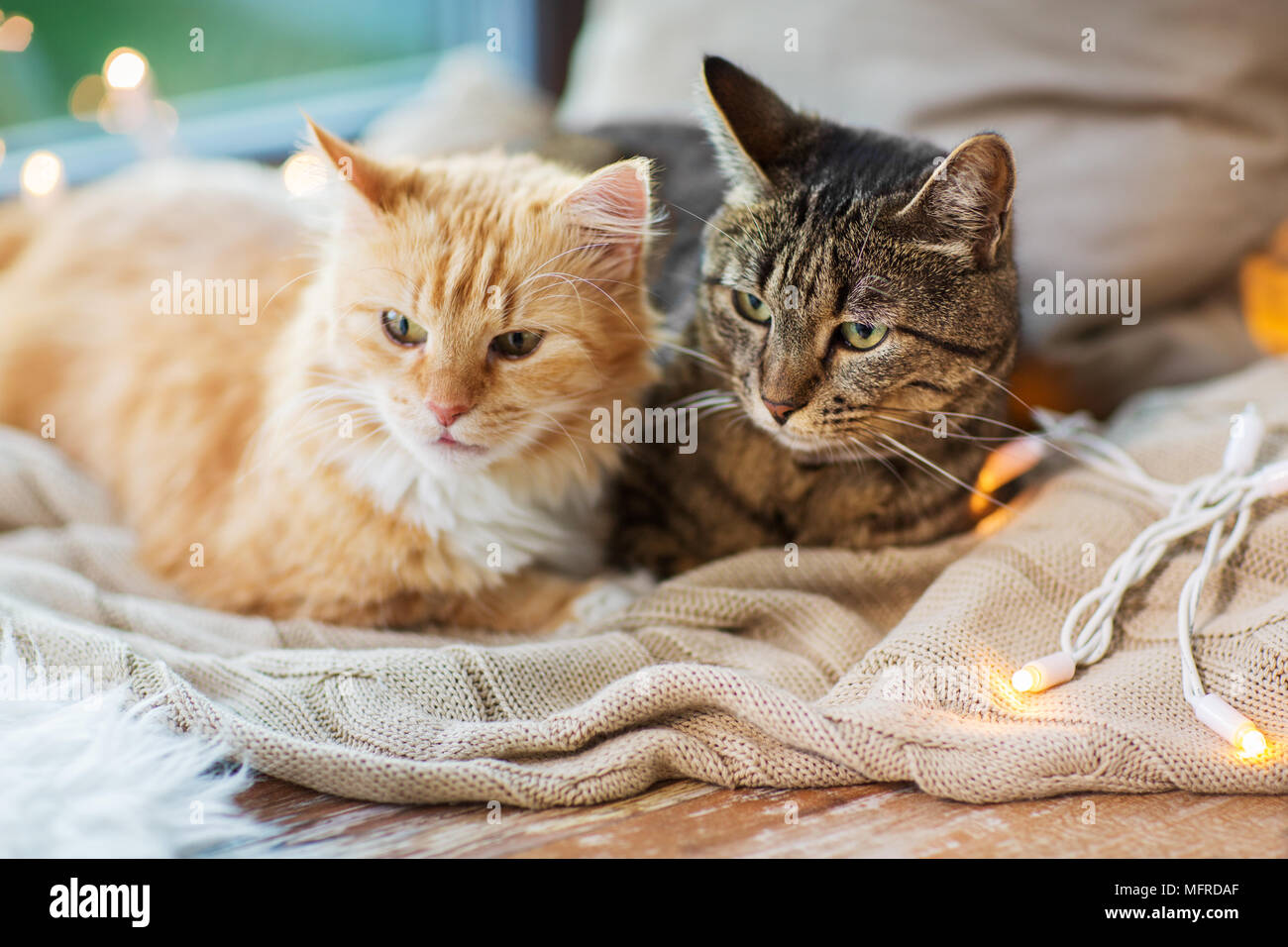 two cats lying on window sill with blanket at home Stock Photo - Alamy