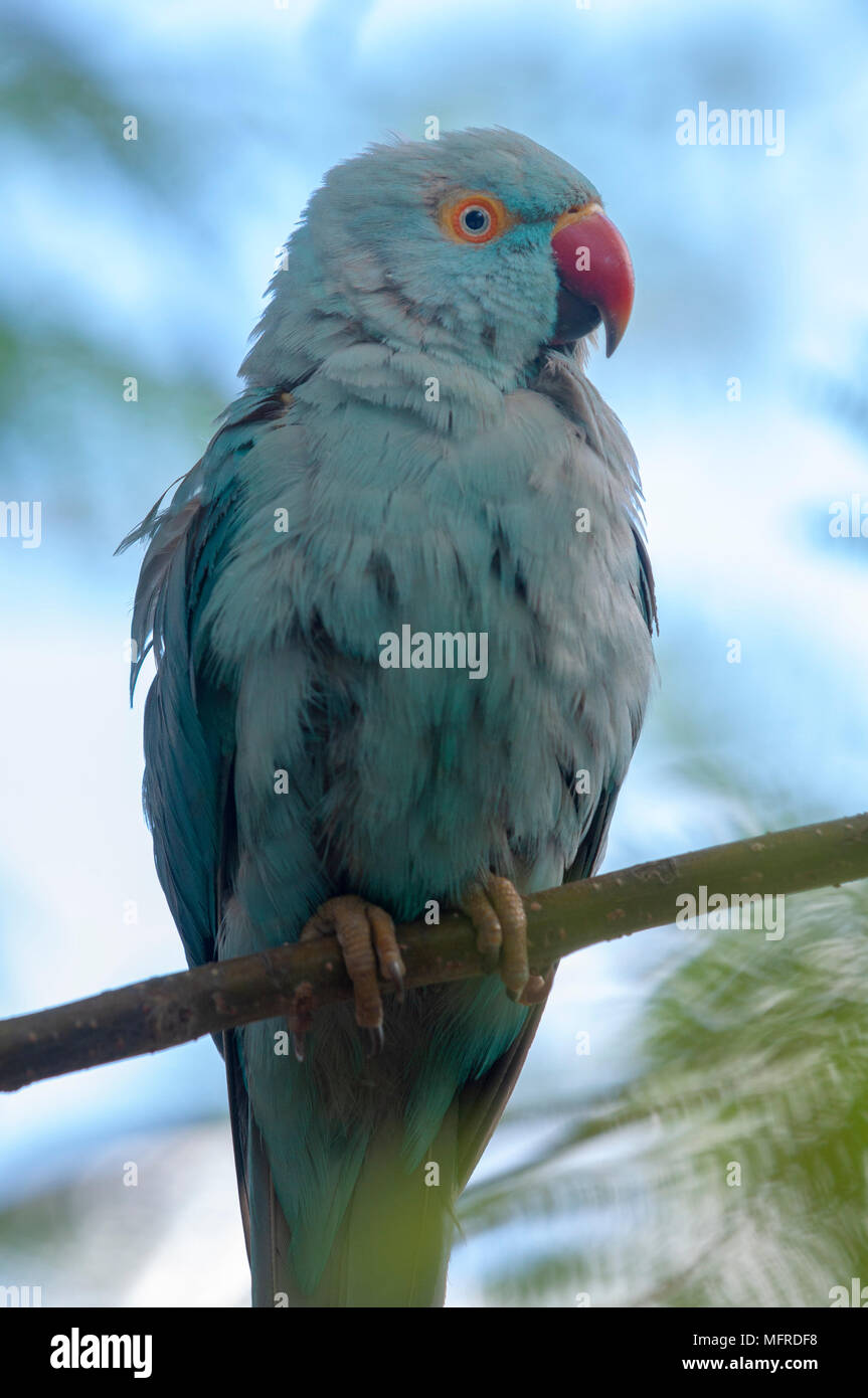 Indian ringneck parakeets hi-res stock photography and images - Alamy