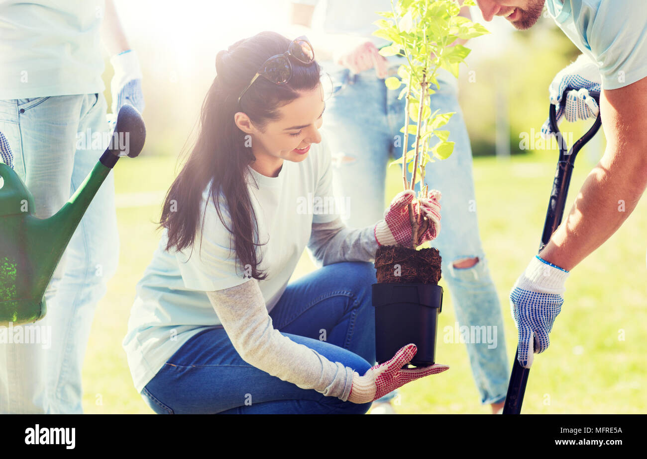 group of volunteers planting tree in park Stock Photo - Alamy