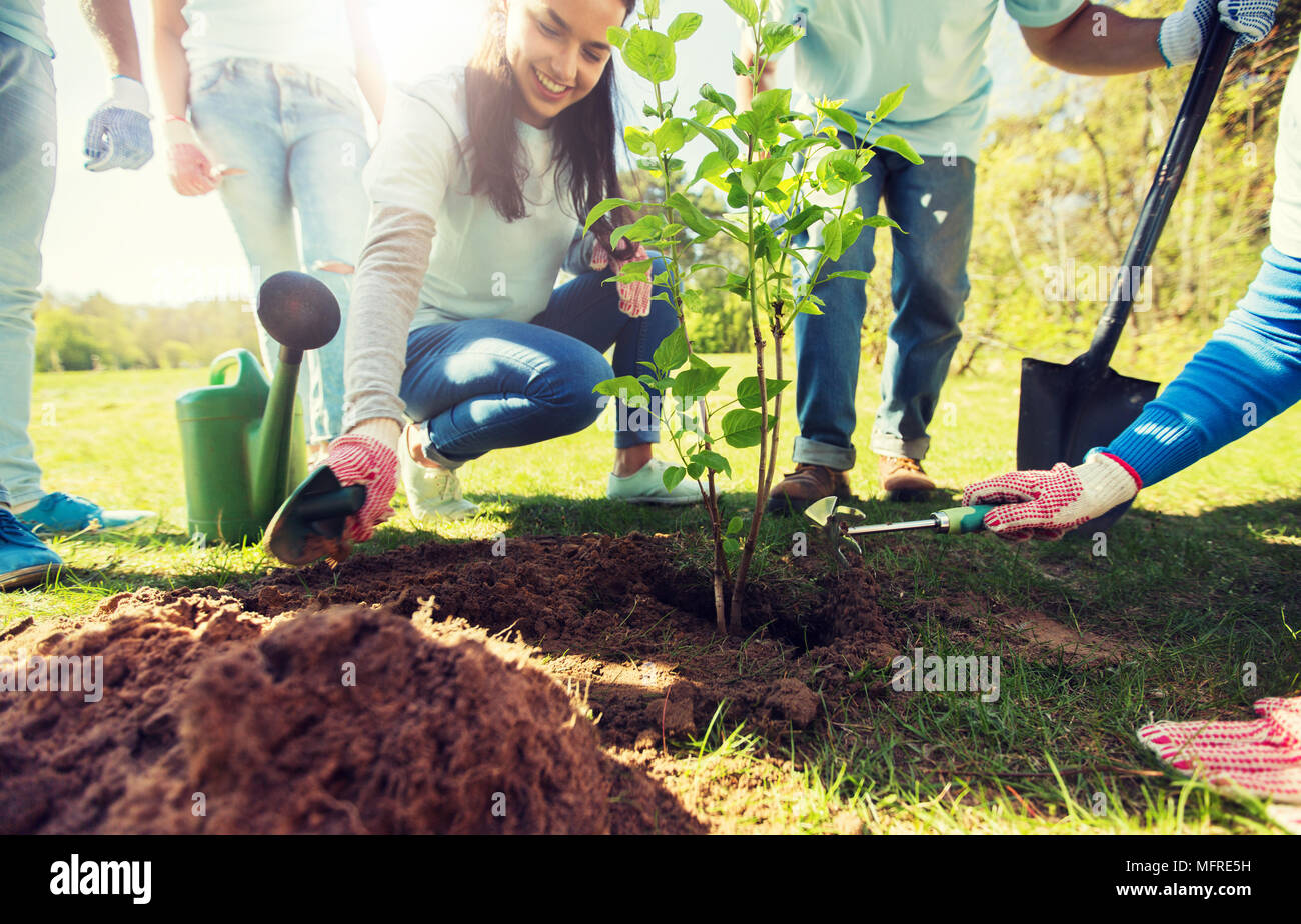 group of volunteers hands planting tree in park Stock Photo - Alamy