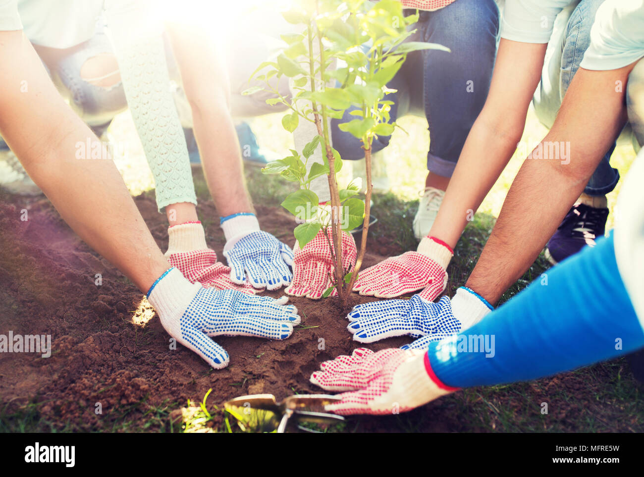group of volunteers hands planting tree in park Stock Photo - Alamy