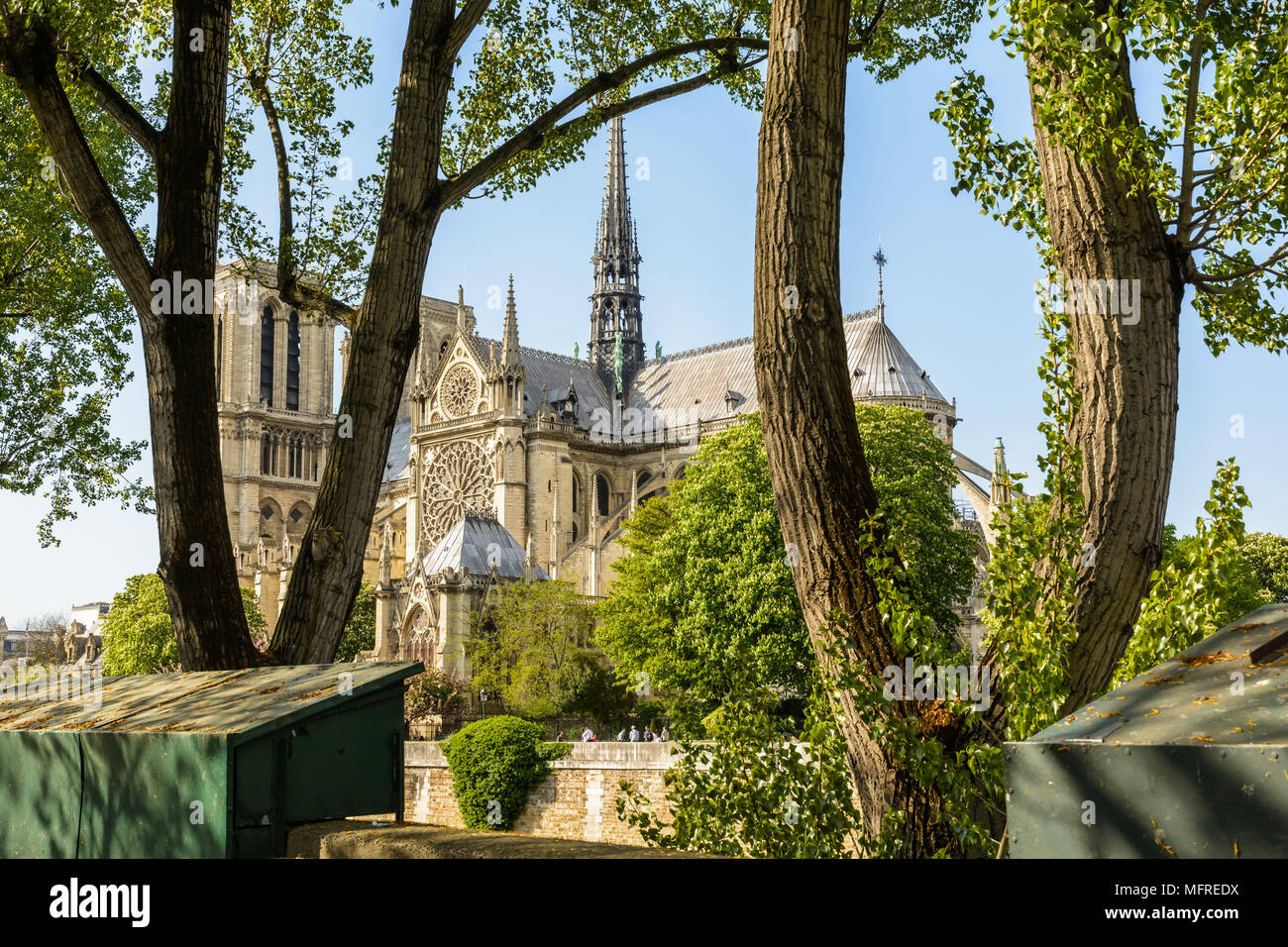 Notre-Dame de Paris cathedral seen through the poplar trees lined up ...