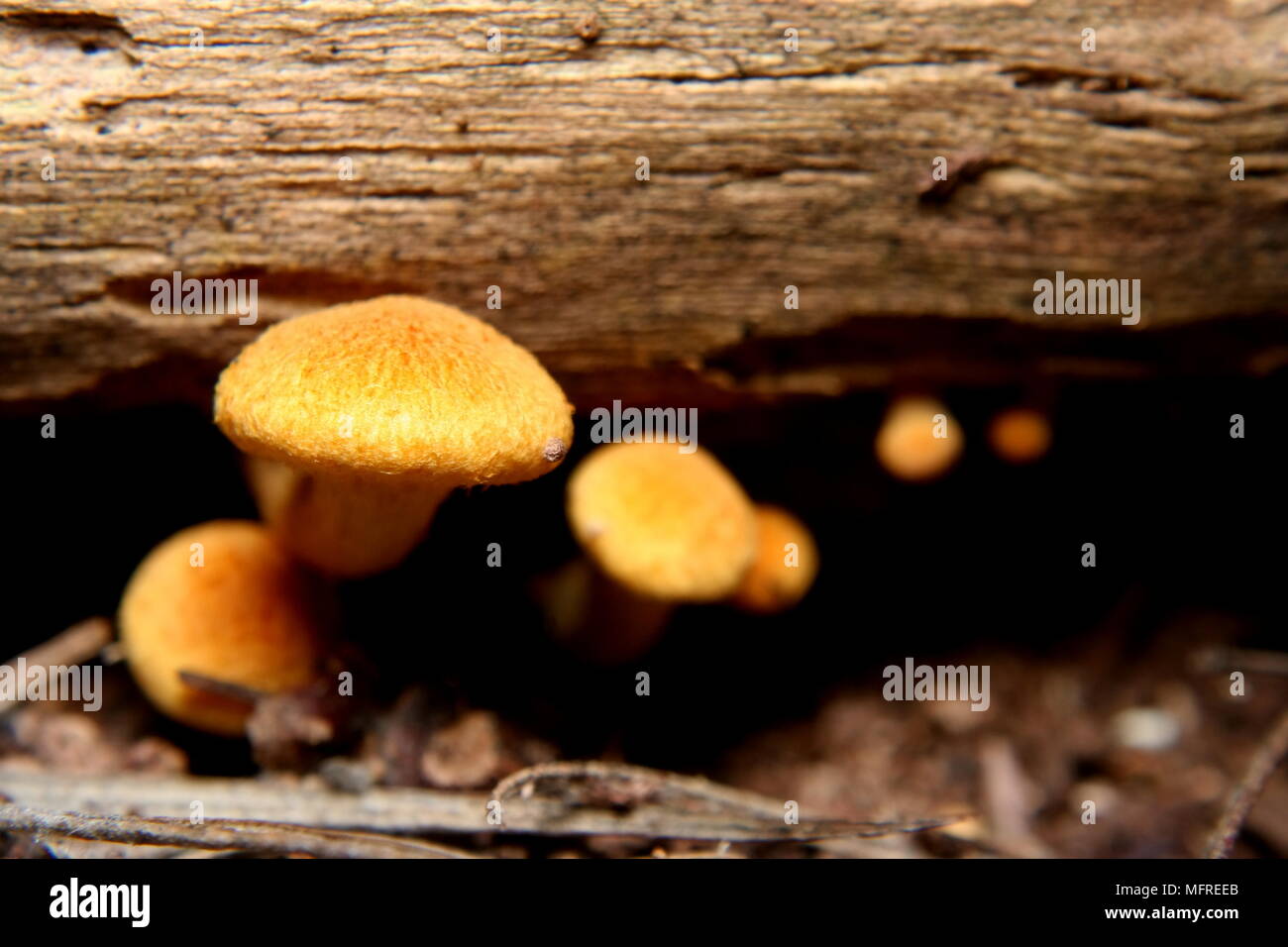 Orange fungi hi-res stock photography and images - Alamy