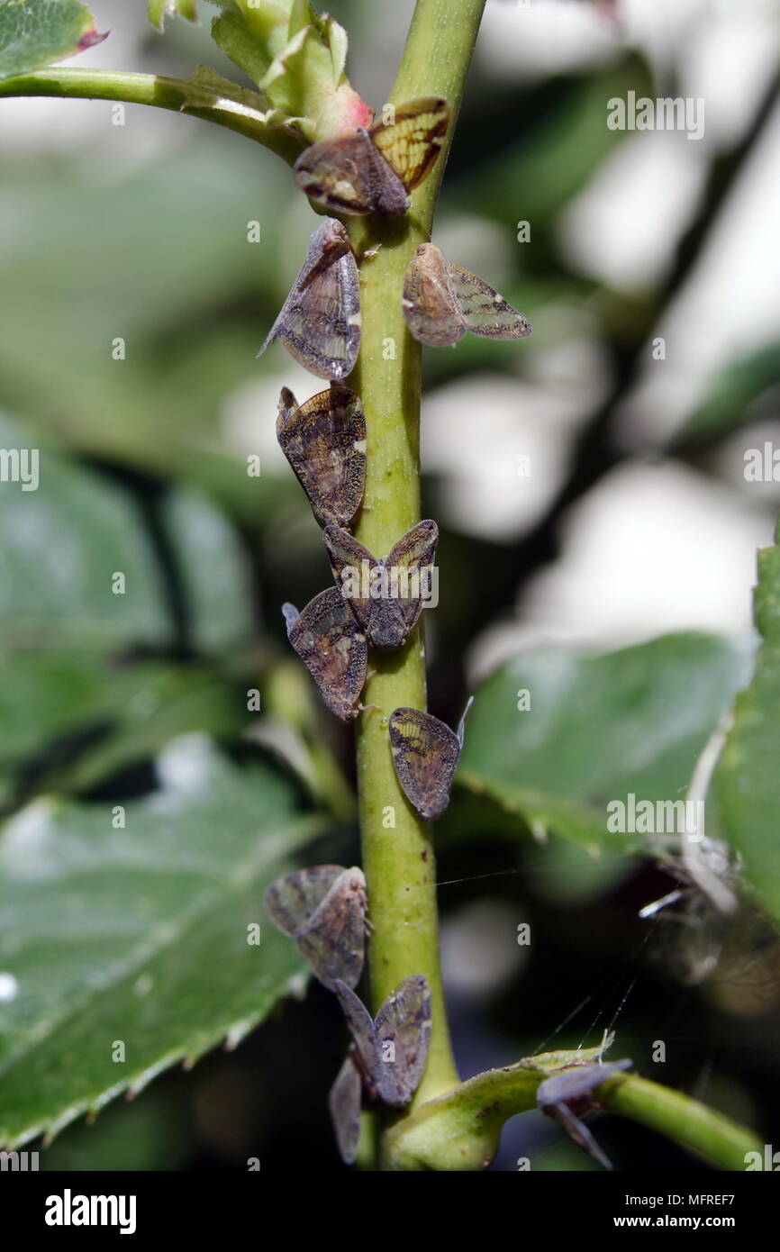 Planthopper Australia High Resolution Stock Photography and Images - Alamy