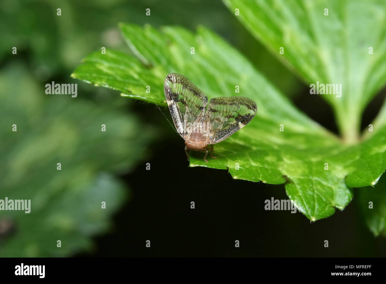 Planthopper Australia High Resolution Stock Photography and Images - Alamy