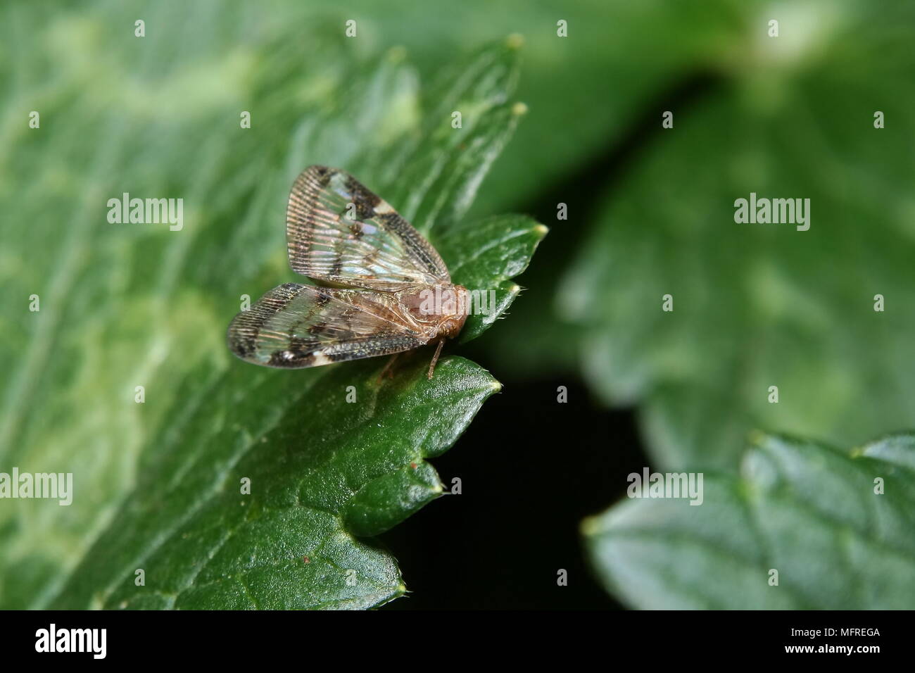 Planthopper hi-res stock photography and images - Alamy