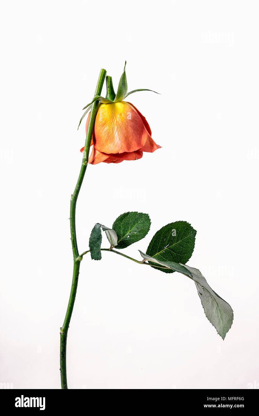 Snapped Flower High Resolution Stock Photography and Images - Alamy