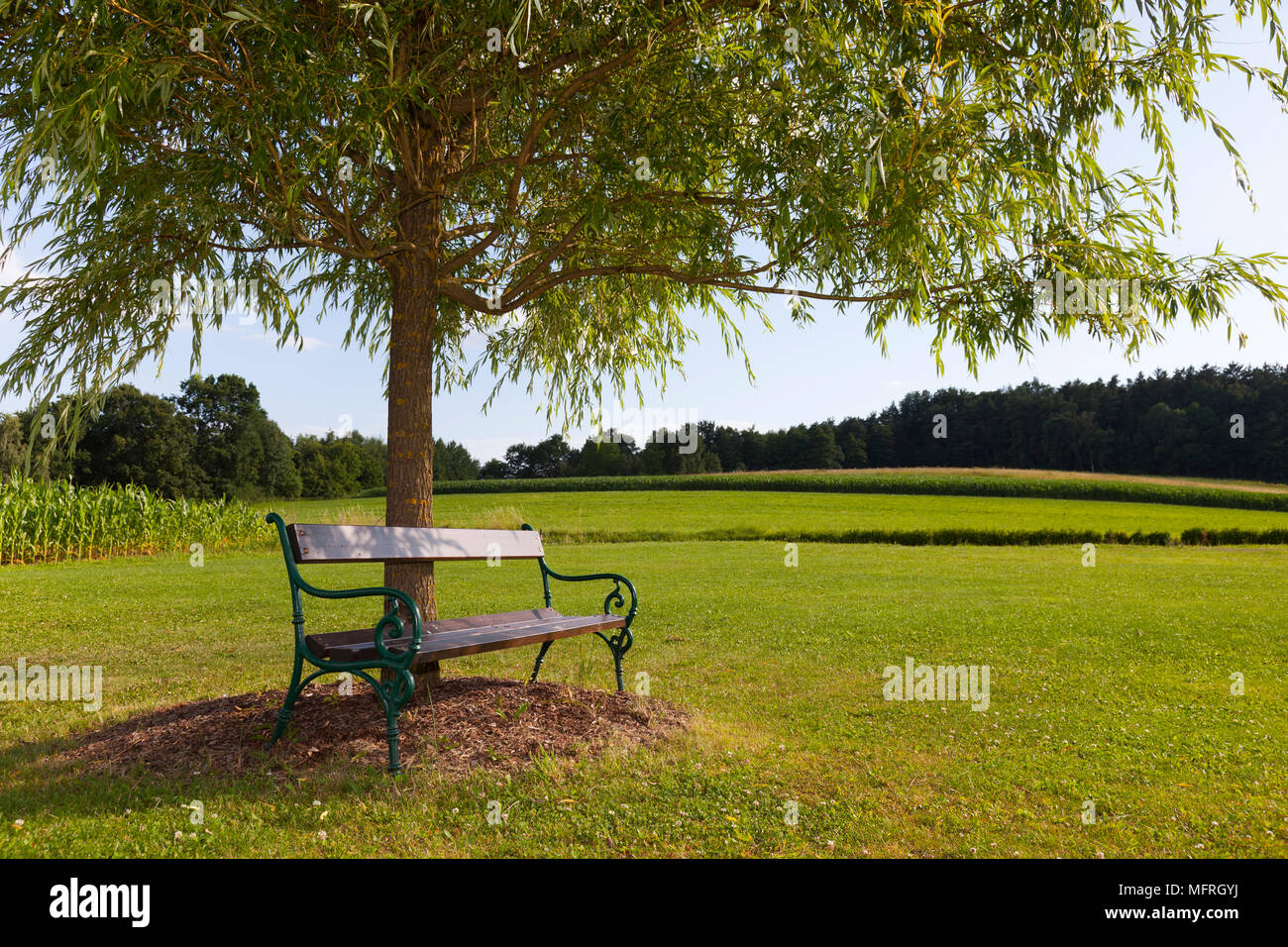 Bench in front of a tree Stock Photo - Alamy