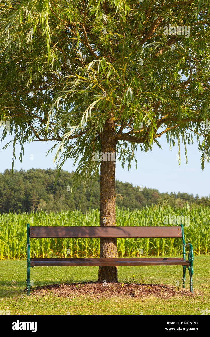 Bench in front of a tree Stock Photo - Alamy