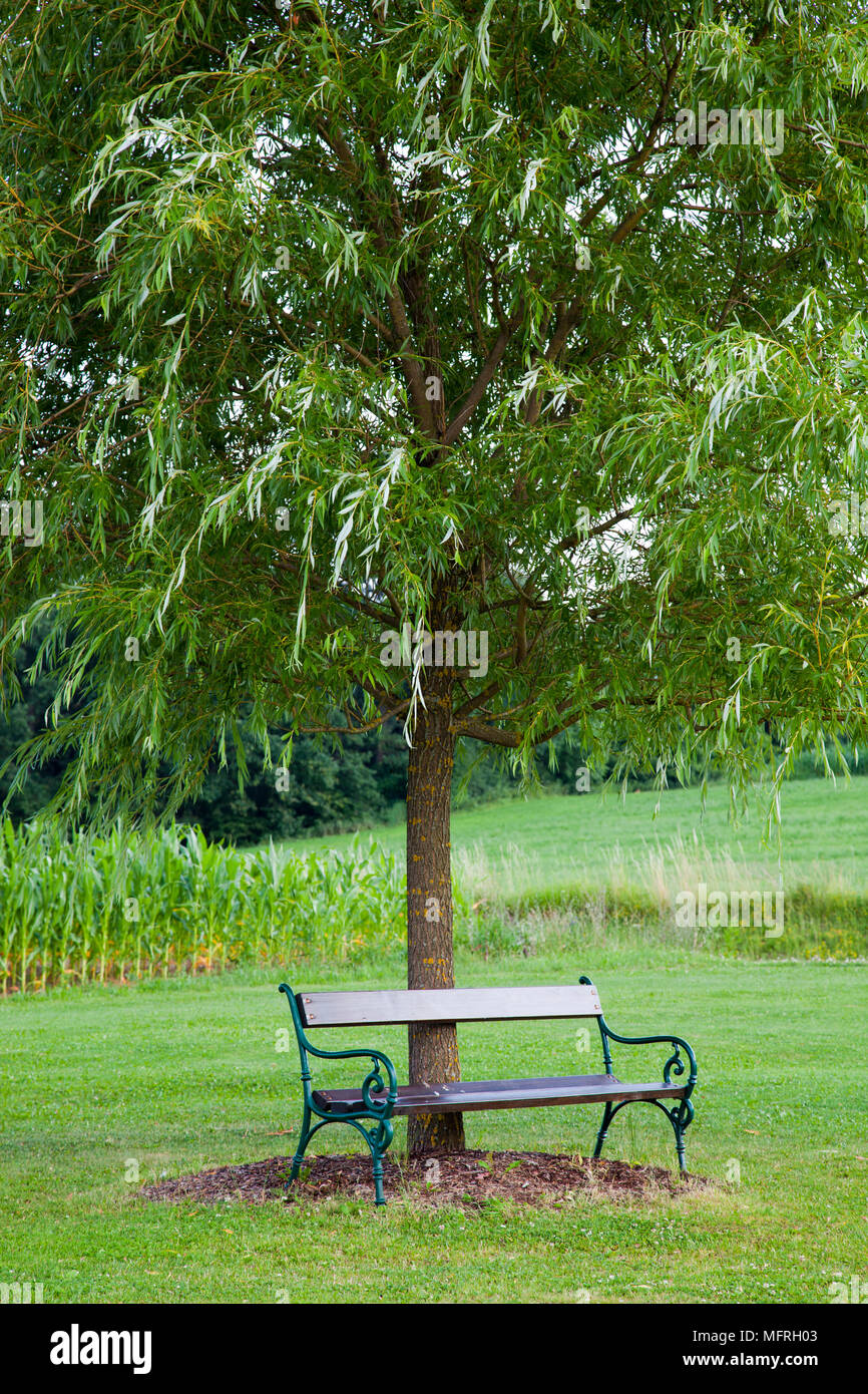 Bench in front of a tree Stock Photo - Alamy