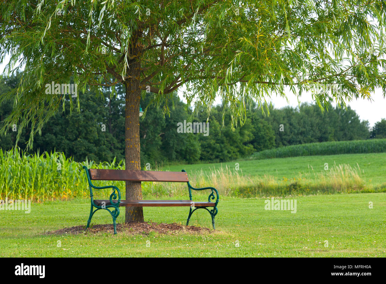 Bench in front of a tree Stock Photo - Alamy