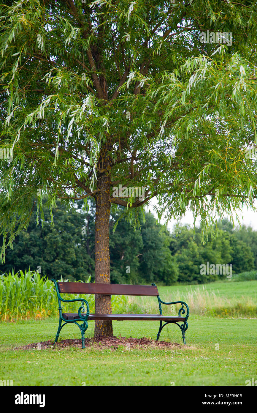 Tree 006 hi-res stock photography and images - Alamy
