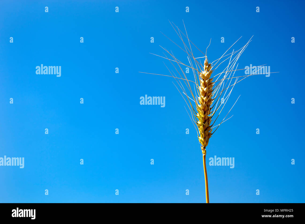 Close up of single Barley plant with clear blue sky background Stock ...