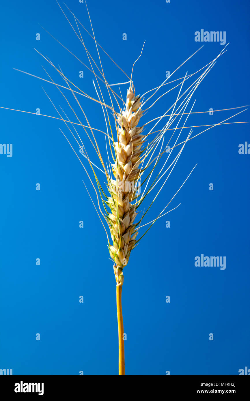 Close up of single Barley plant with clear blue sky background Stock ...