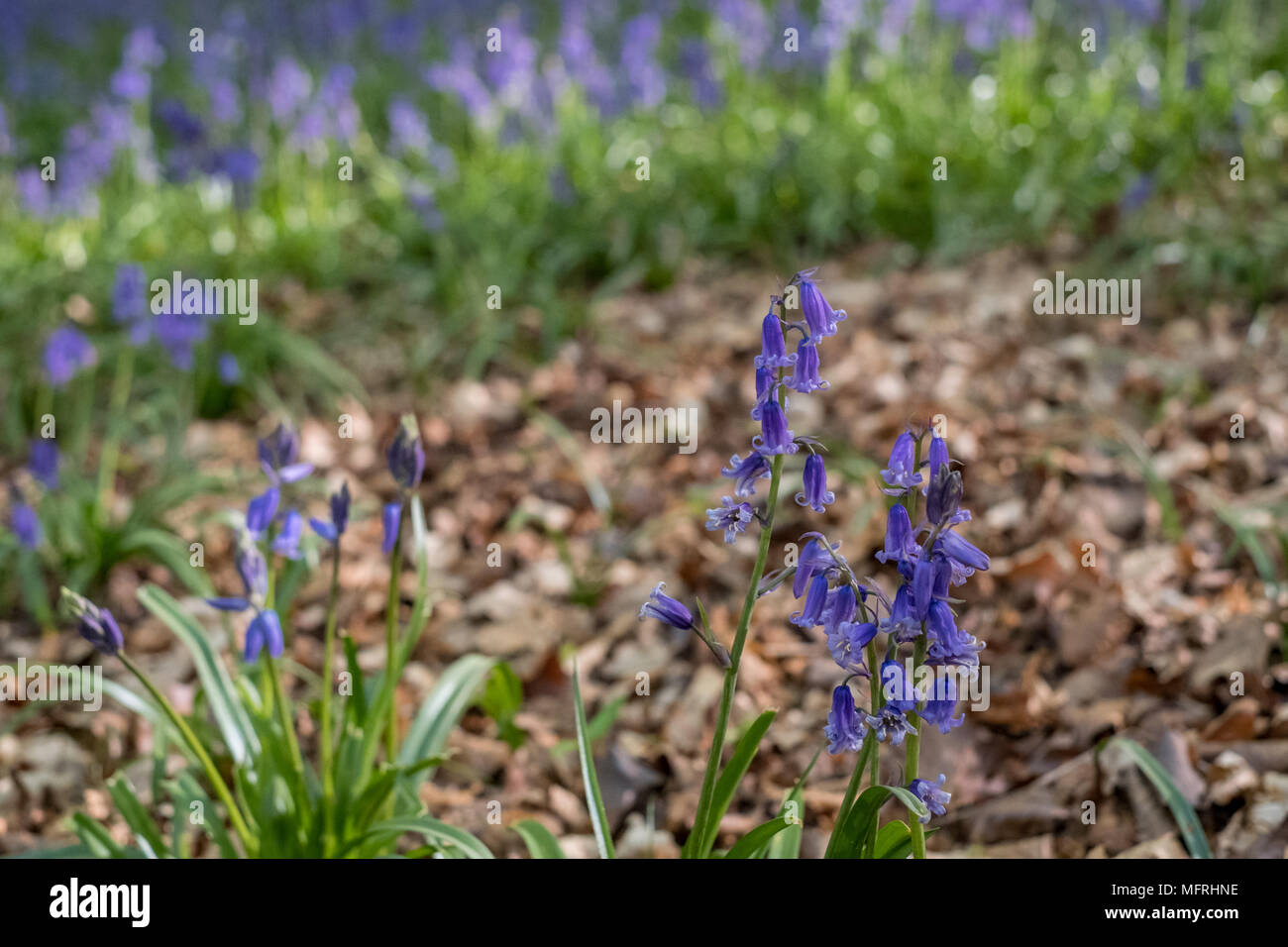 Bluebell wood in hertfordshire uk hi-res stock photography and images ...