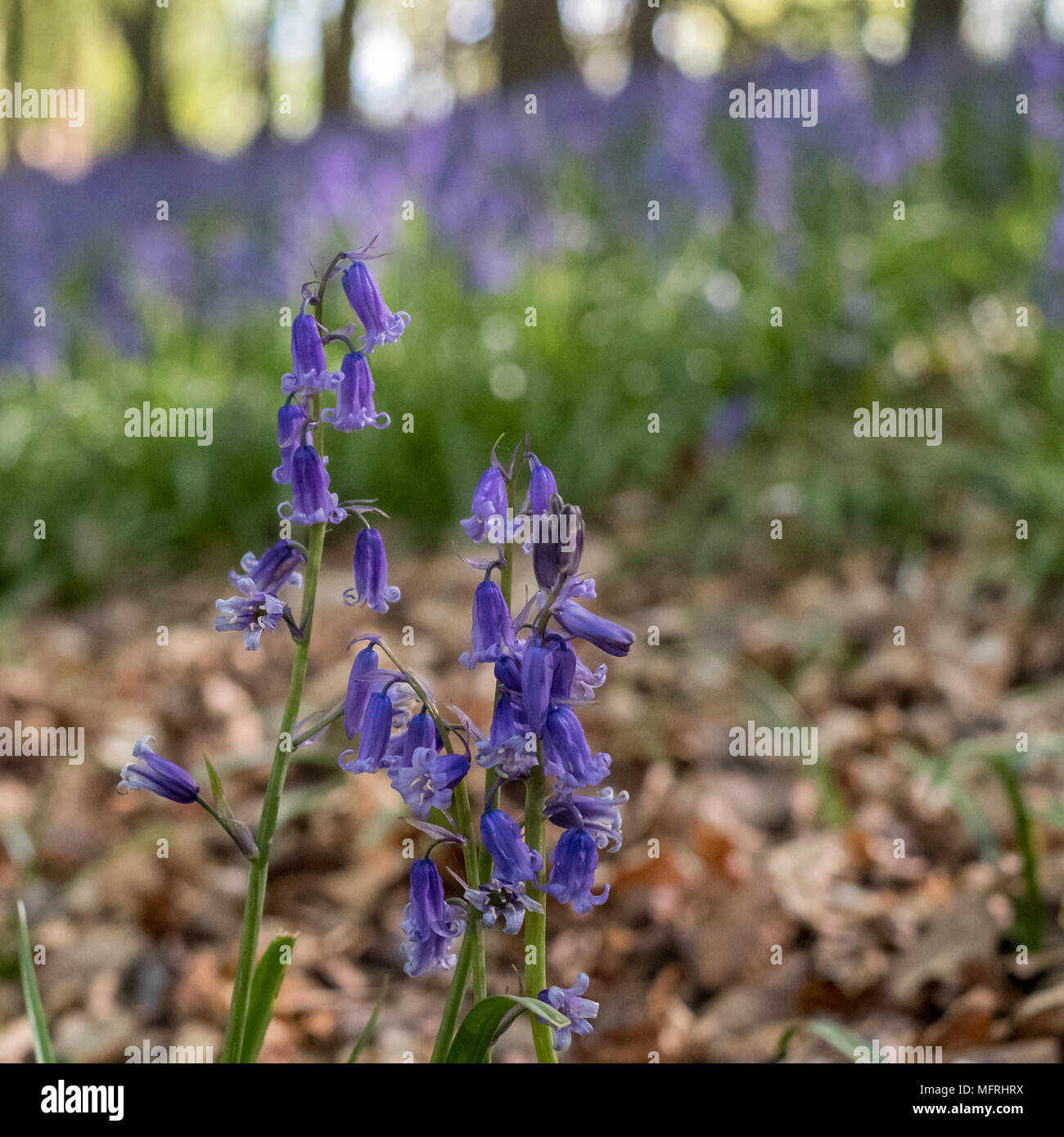 Bluebell flower in focus in foreground. In the background, carpet of ...
