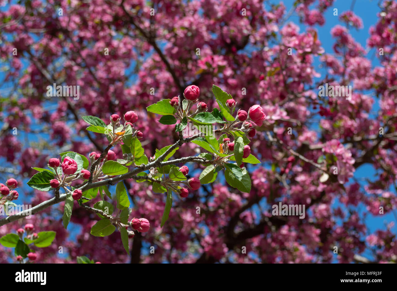 Blooms in focus hi-res stock photography and images - Alamy