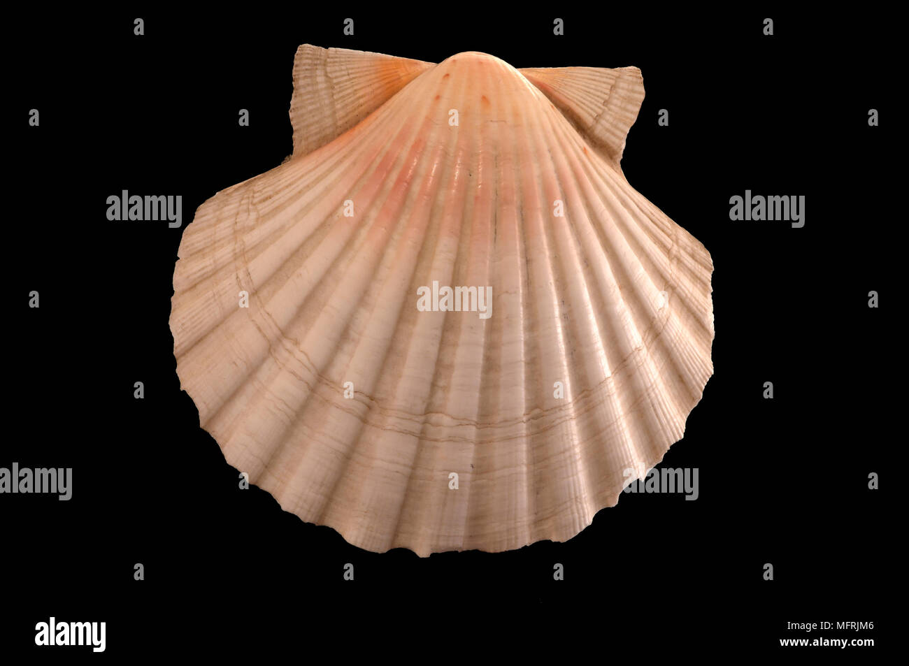 Pecten jacobaeus hi-res stock photography and images - Alamy