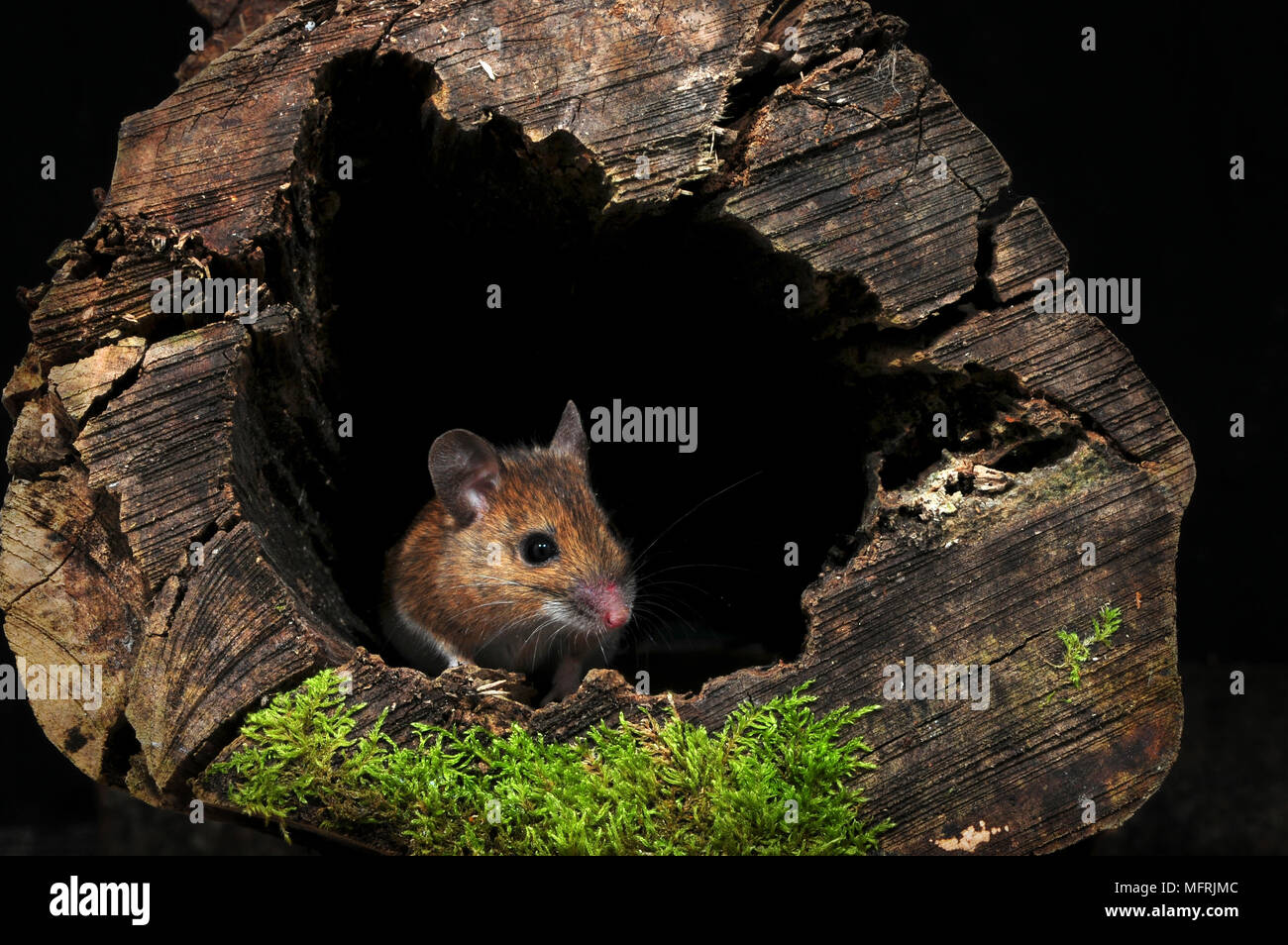 wood mouse apodemus sylvaticus Stock Photo - Alamy