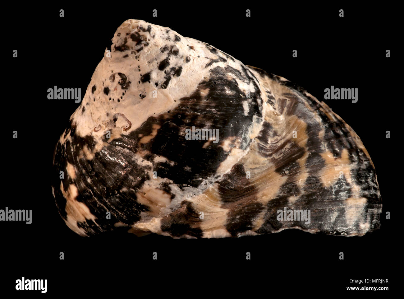 Seashell of a Magpie Shell (Cittarium pica), Malacology collection ...