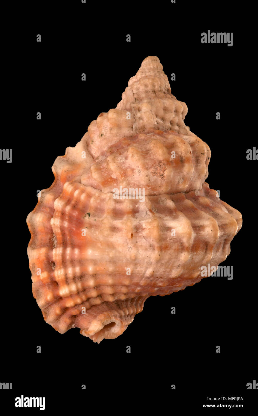 Seashell of Distorsio anus, Malacology collection, Spain, Europe Stock ...