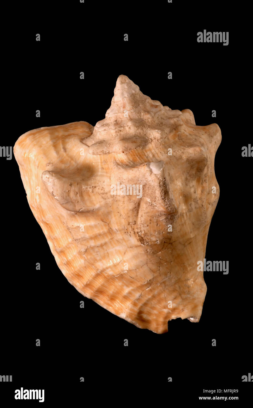 Conch shell seashell spiral hi-res stock photography and images - Alamy