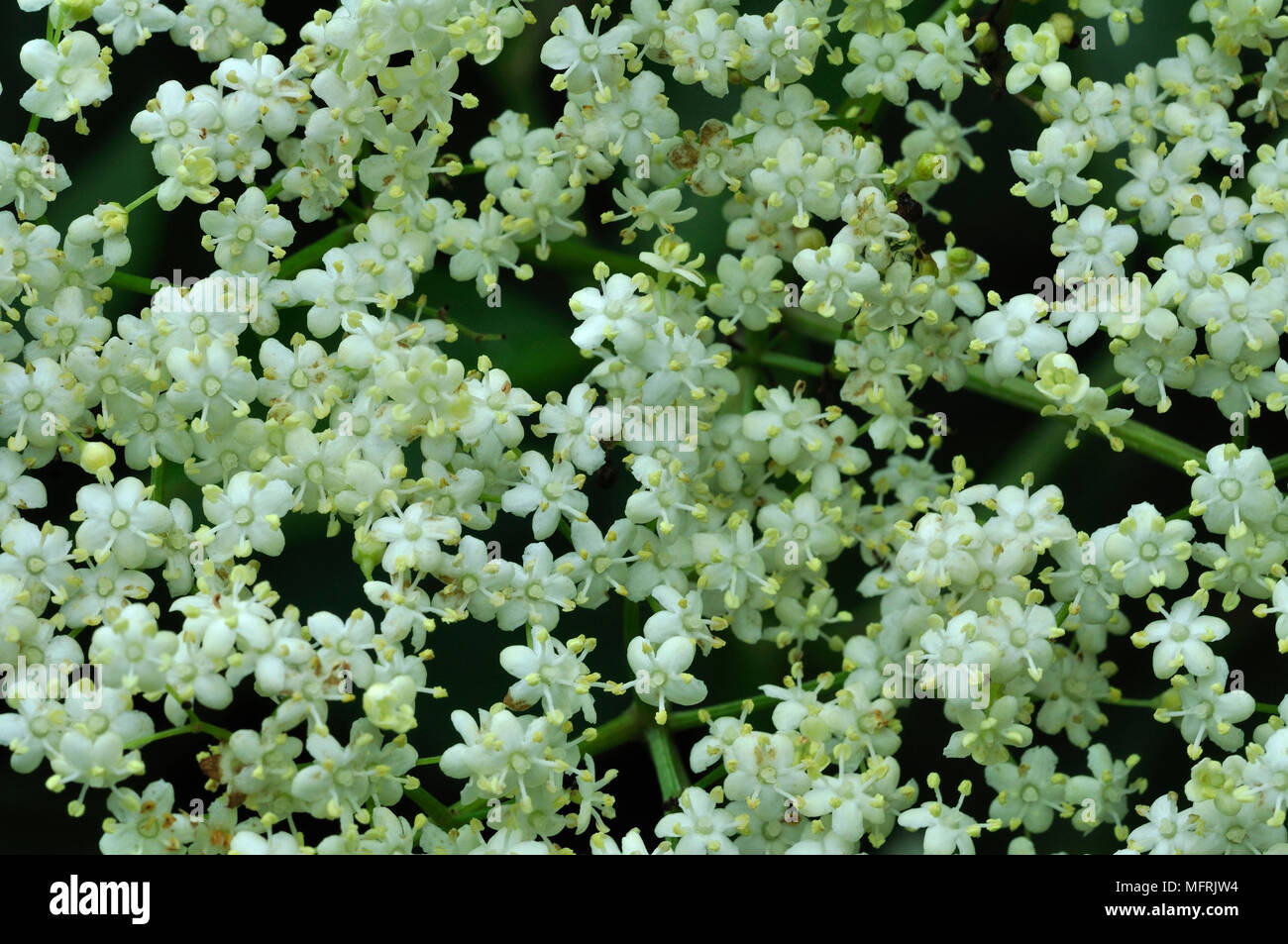 Elder blossom in flower Stock Photo - Alamy