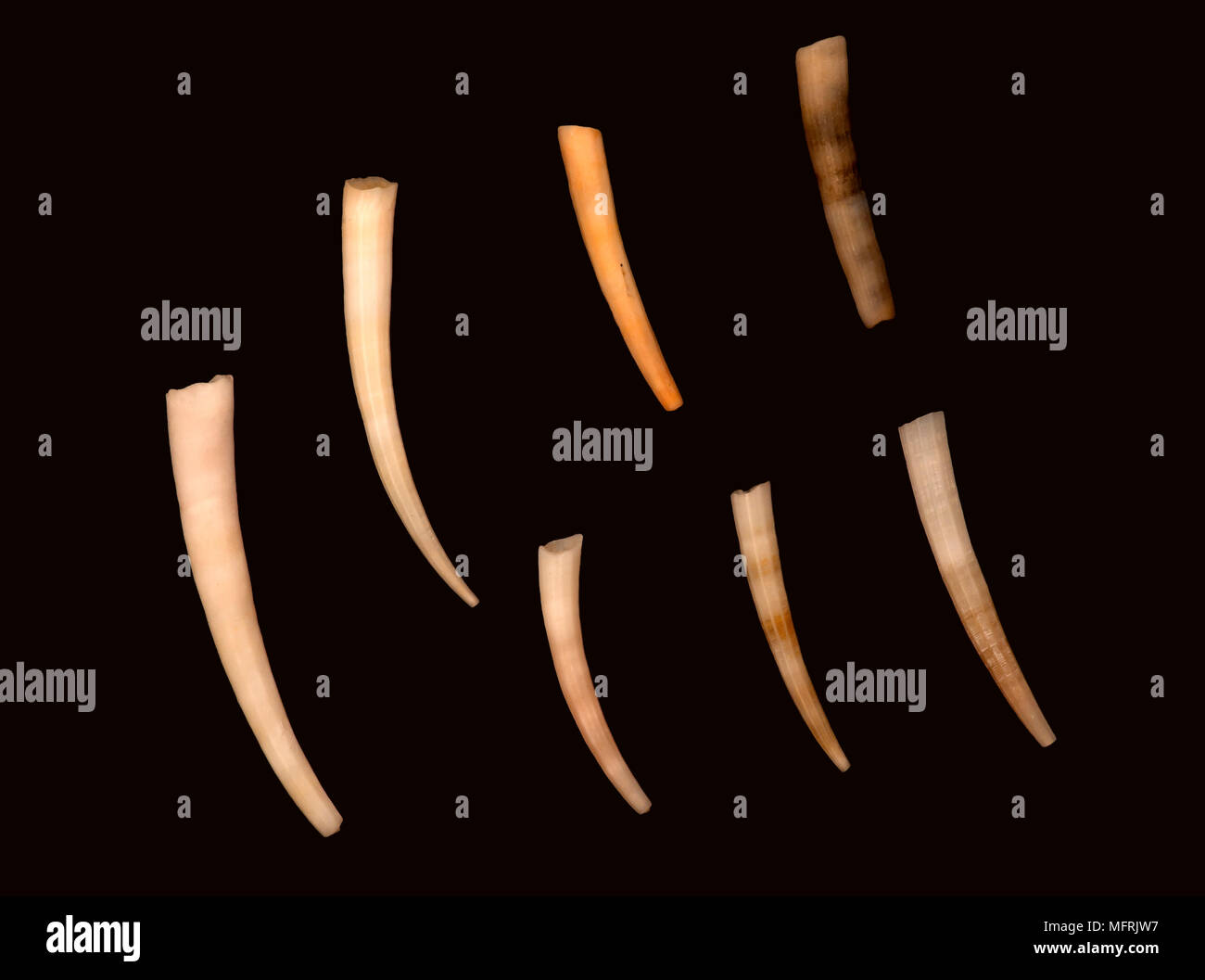 Dentalium shells hi-res stock photography and images - Alamy