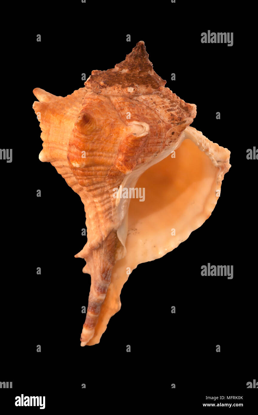 Bolinus hi-res stock photography and images - Alamy