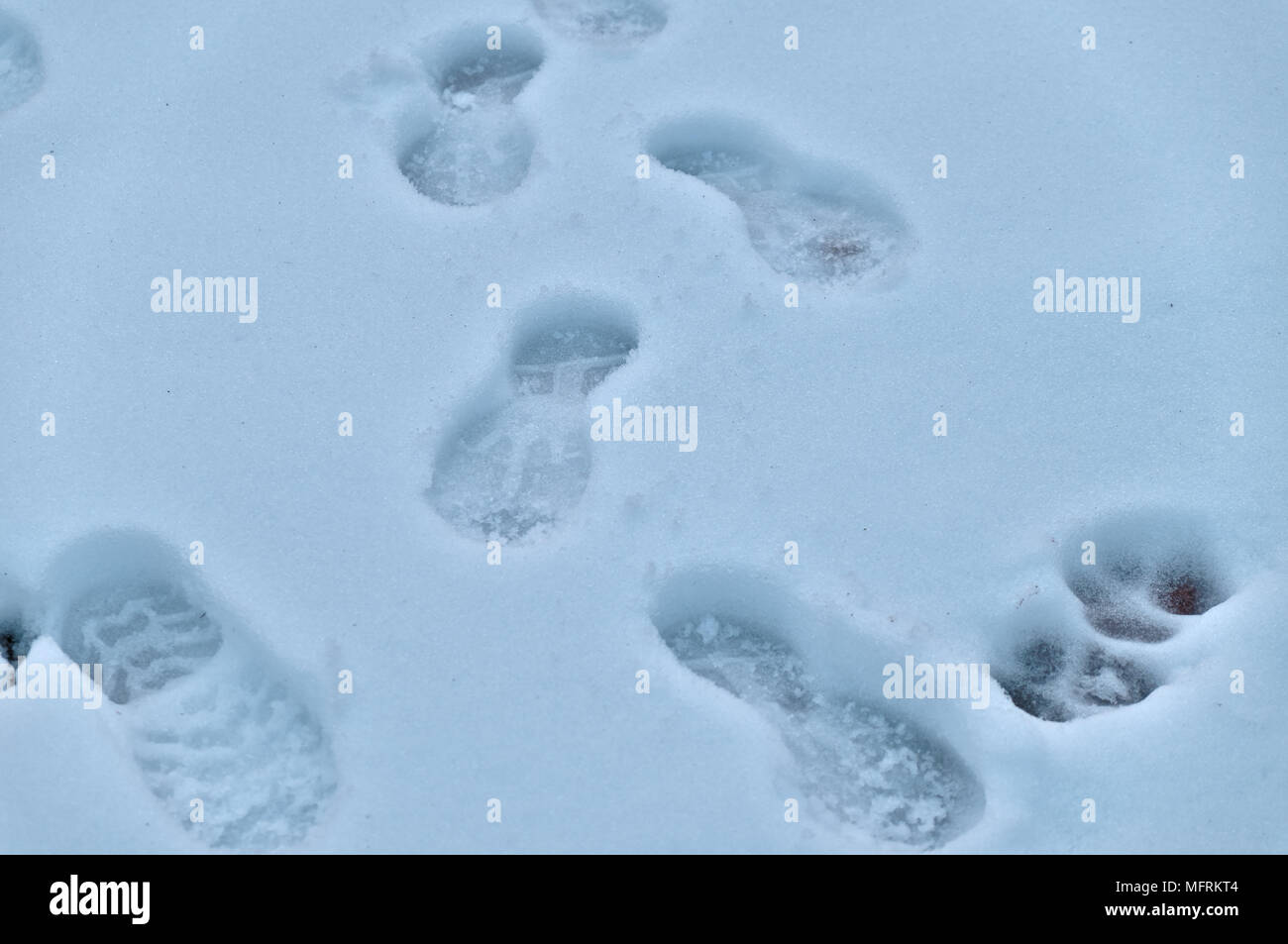 Snowshoe footprints hi-res stock photography and images - Alamy