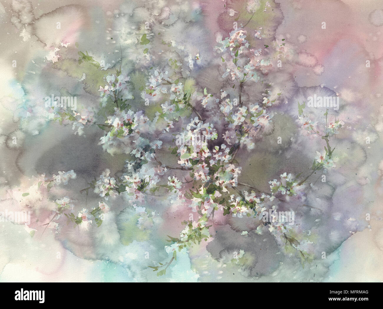 sakura blossom watercolor background Stock Photo - Alamy