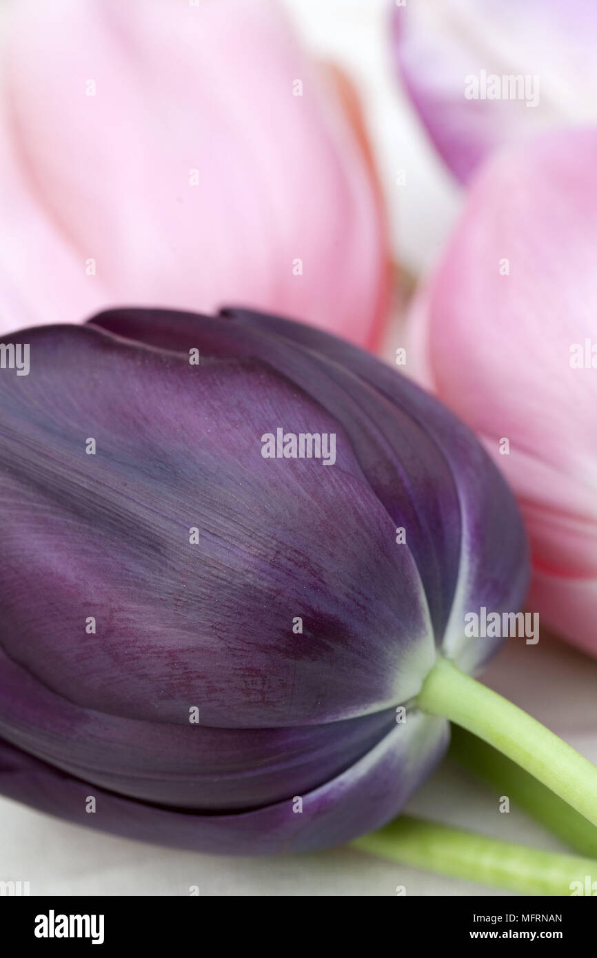 Deep purple tulip hi-res stock photography and images - Alamy