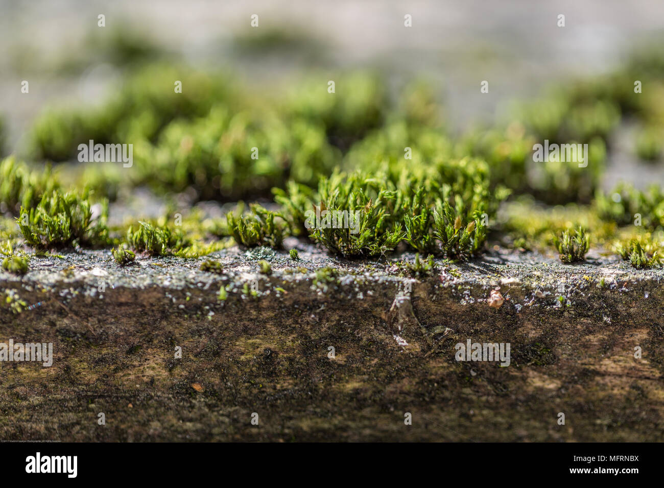 Old wood texture background covered by moss. Close-Up Stock Photo - Alamy