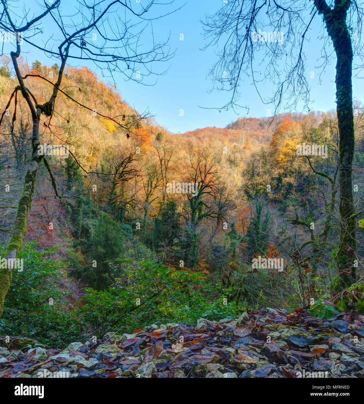 Yew bush and gate hi-res stock photography and images - Alamy