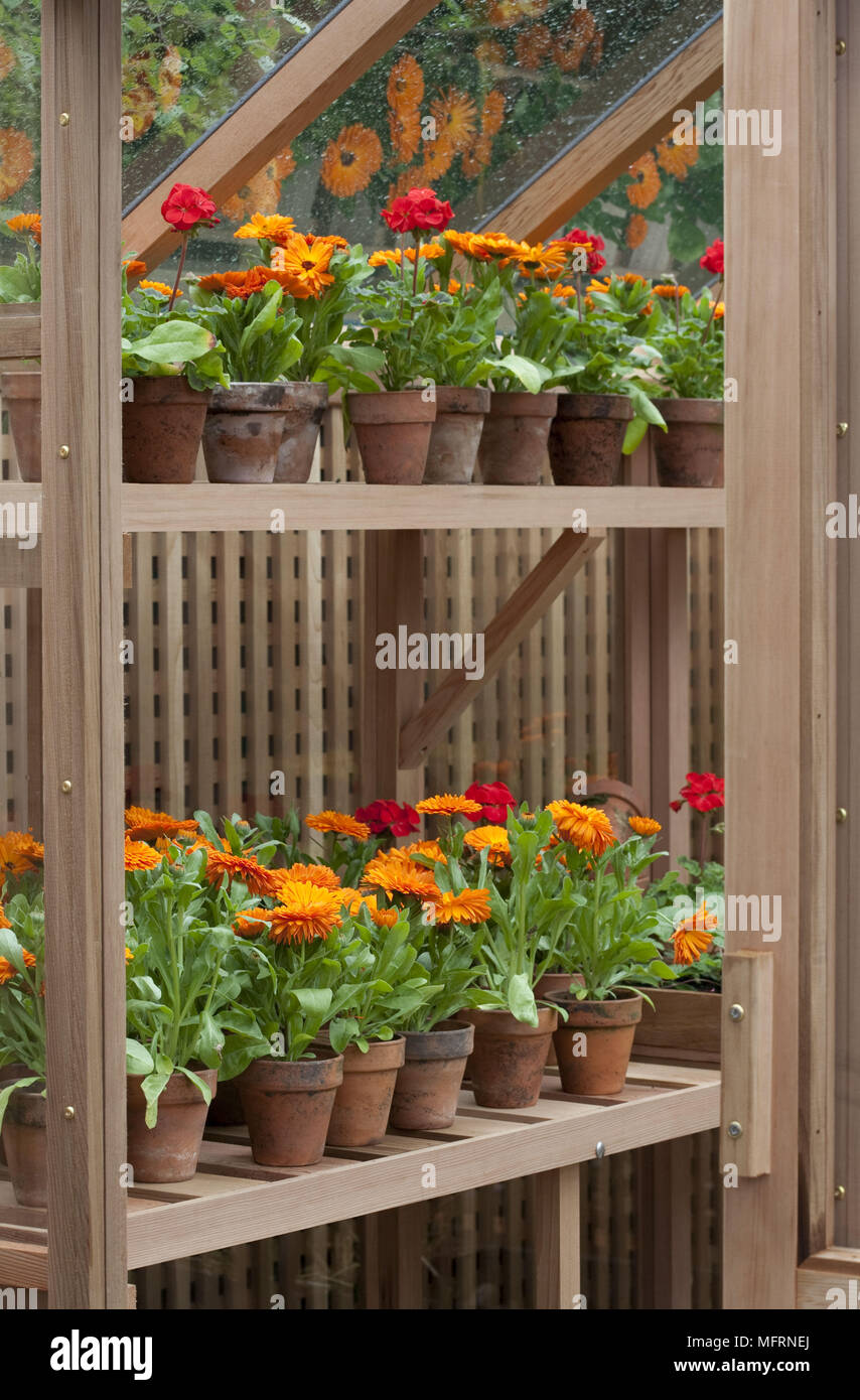 Orange flowers in pots at the CHELSEA FLOWER SHOW Stock Photo - Alamy