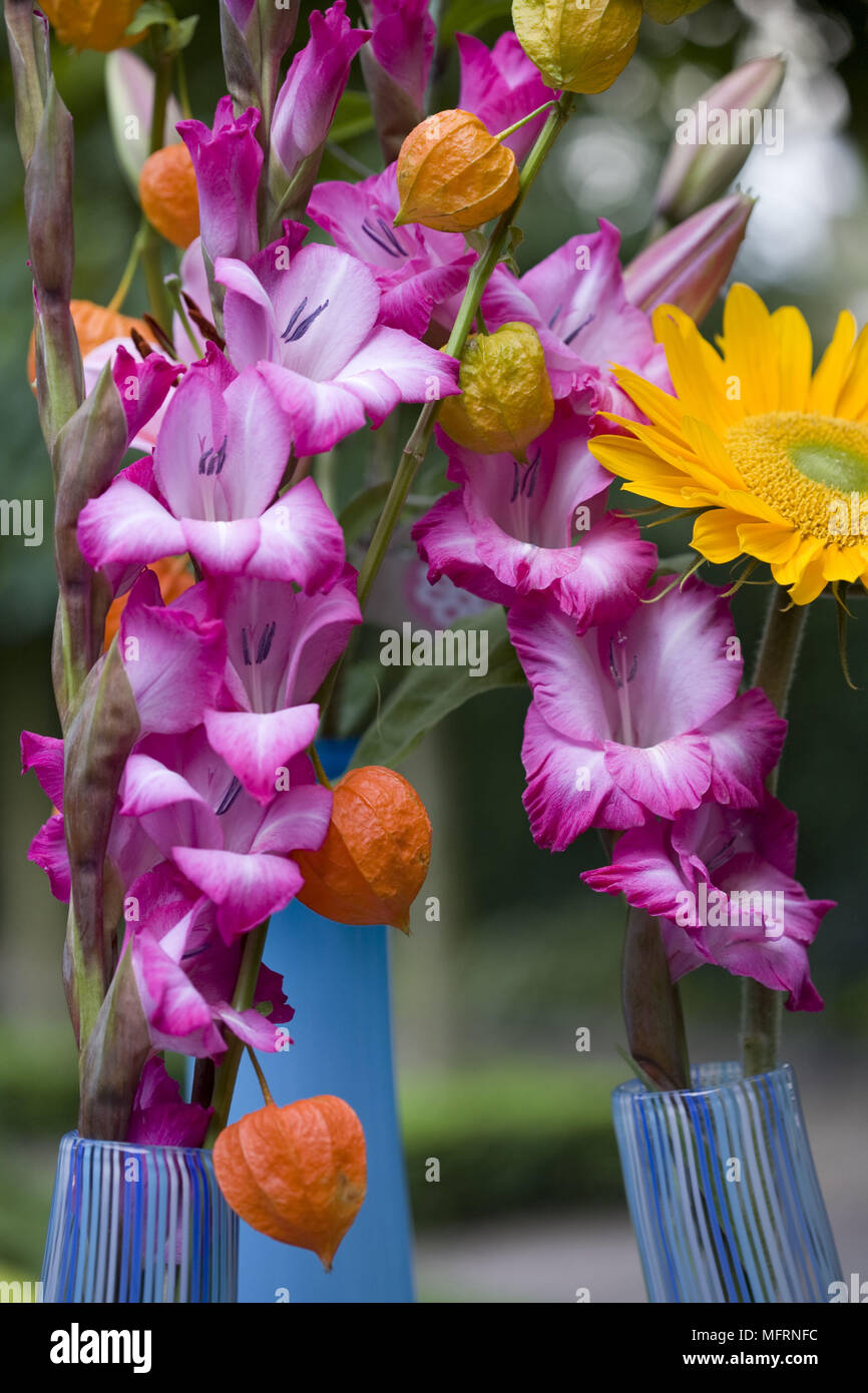 Pink flowers with Chinese lanterns Stock Photo - Alamy