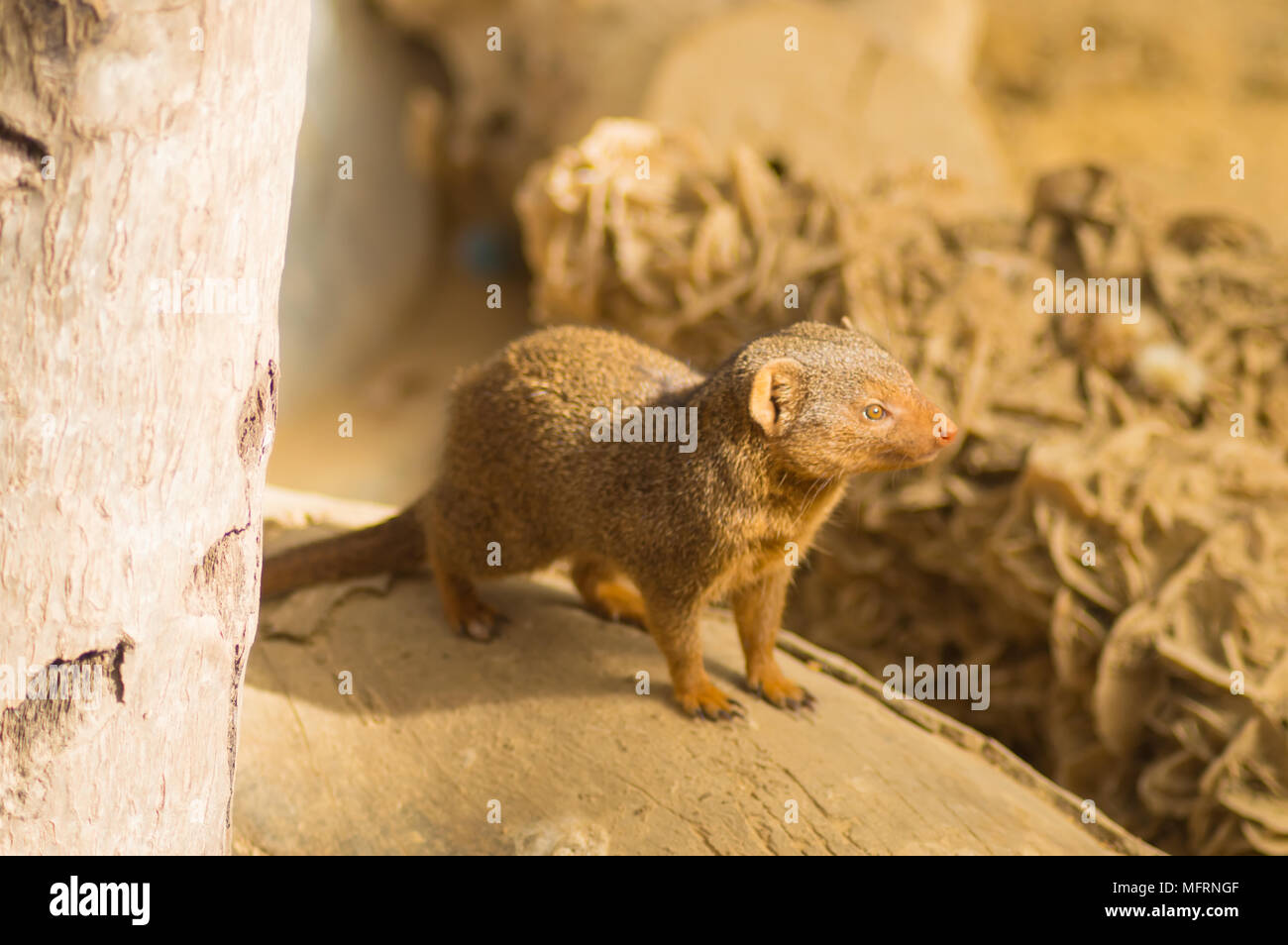 Mongoose on a tree trunk in a wildlife park of Belgium Stock Photo - Alamy