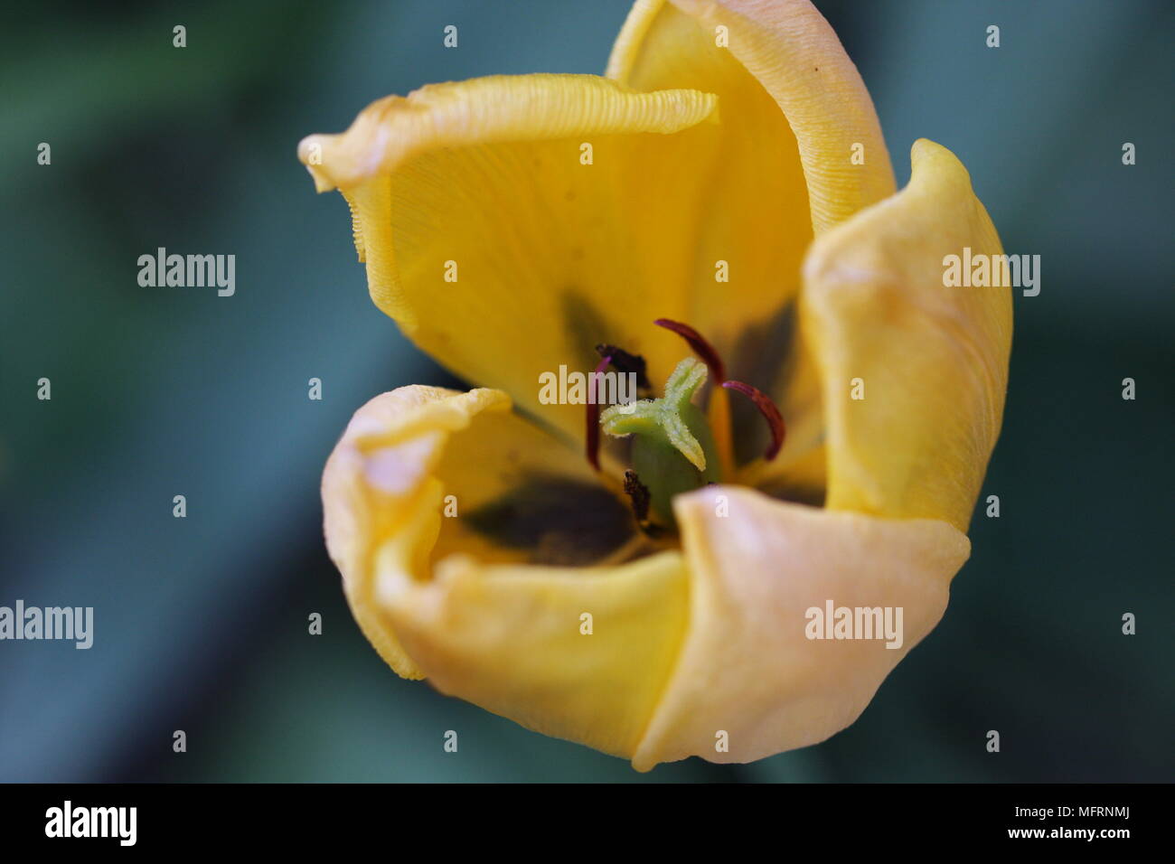 Yellow tulip close look Stock Photo - Alamy